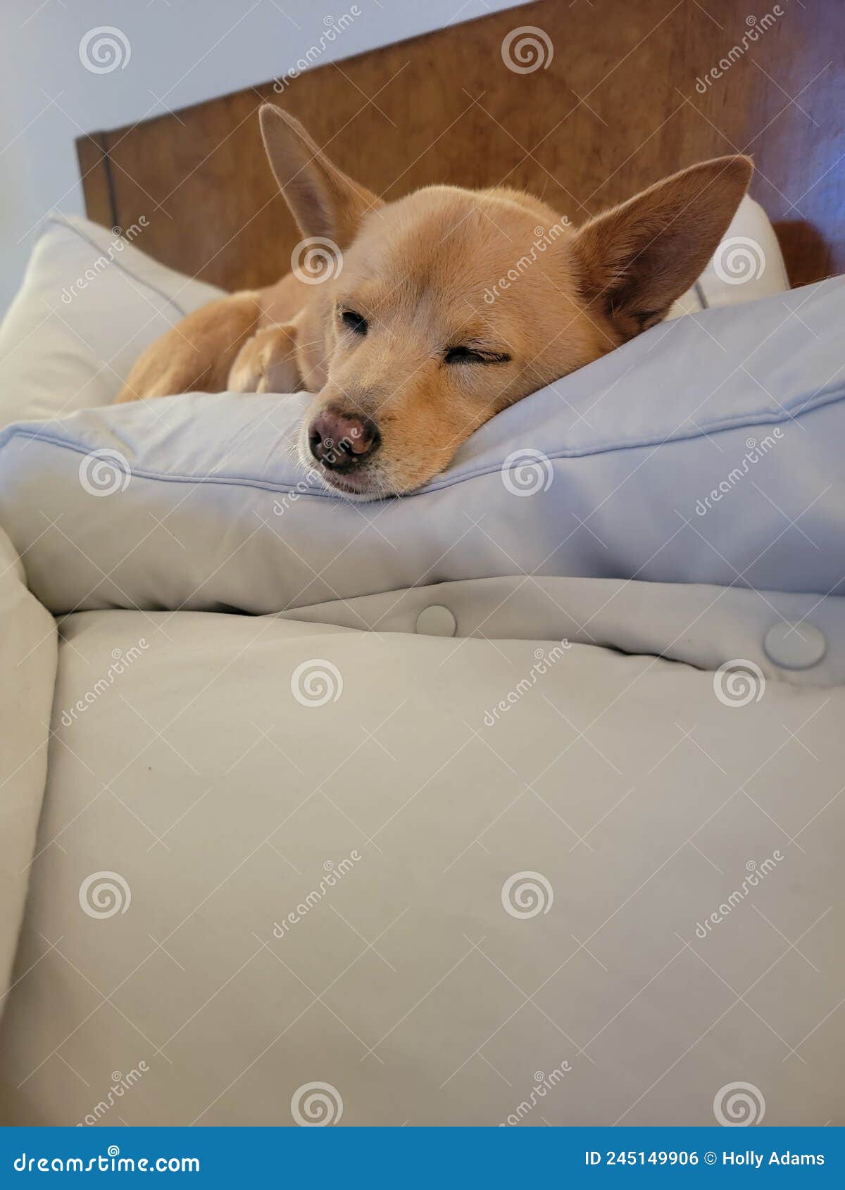 Perro dormido de nuevo foto de archivo. Imagen de nariz - 245149906