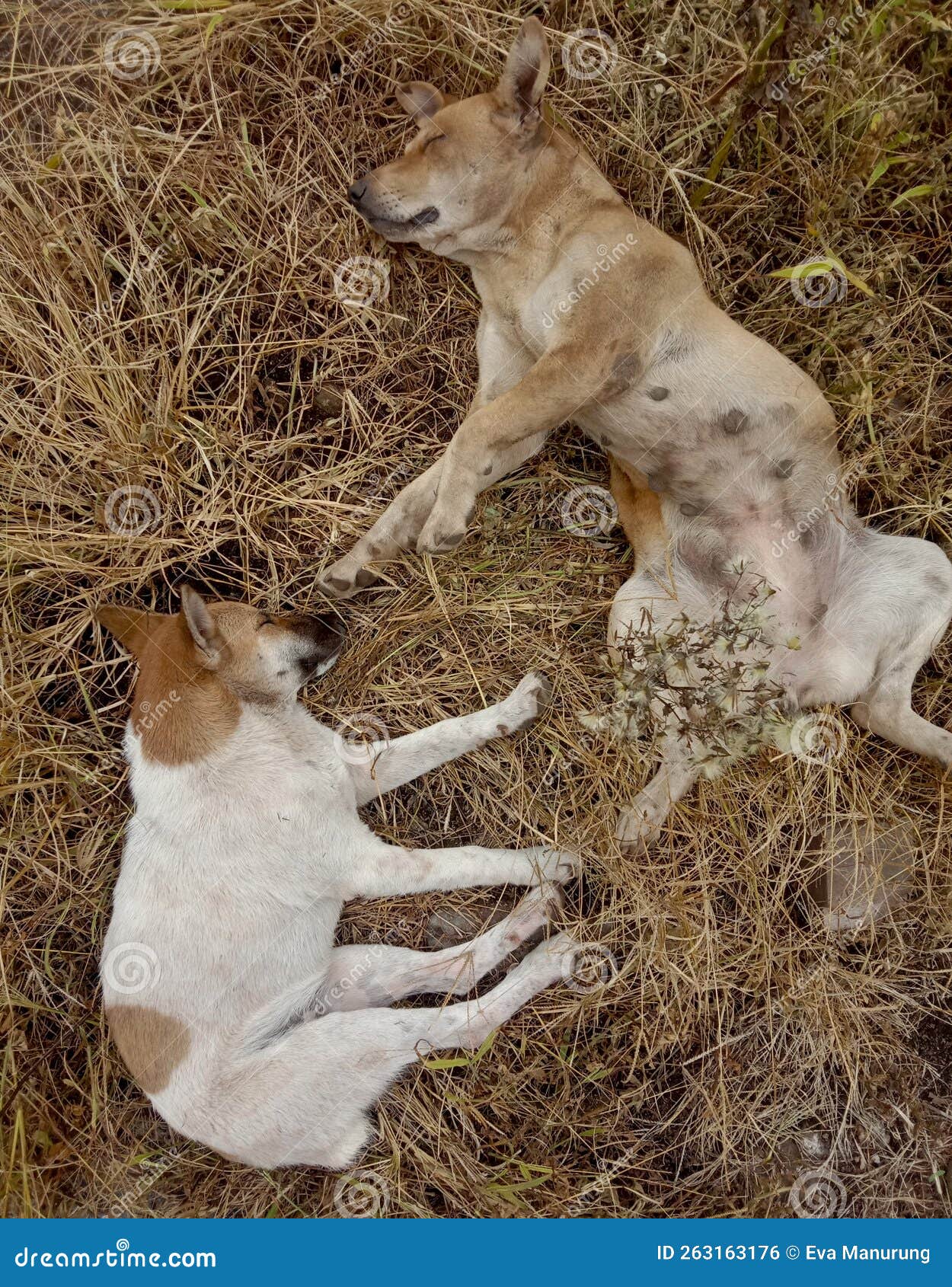 Perro dormido foto de archivo. Imagen de perros, seco - 263163176