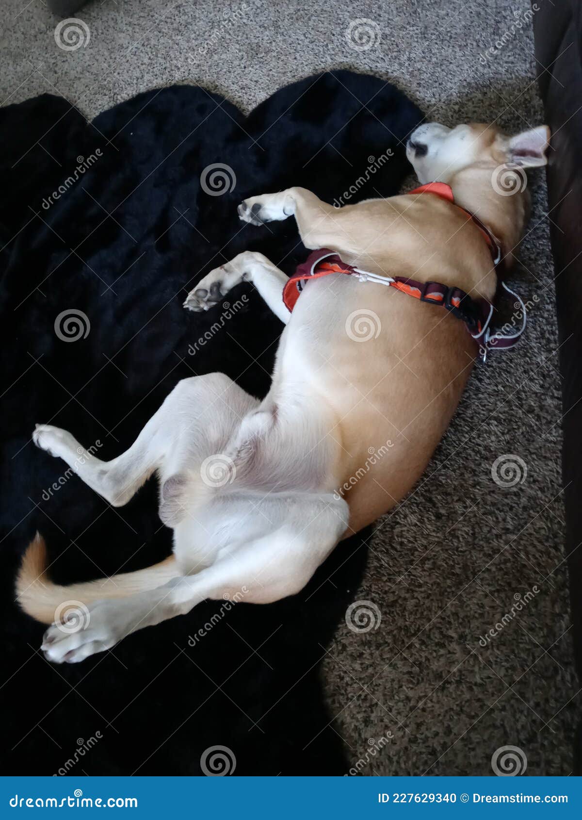 Perro dormido en el suelo foto de archivo. Imagen de suelo - 227629340