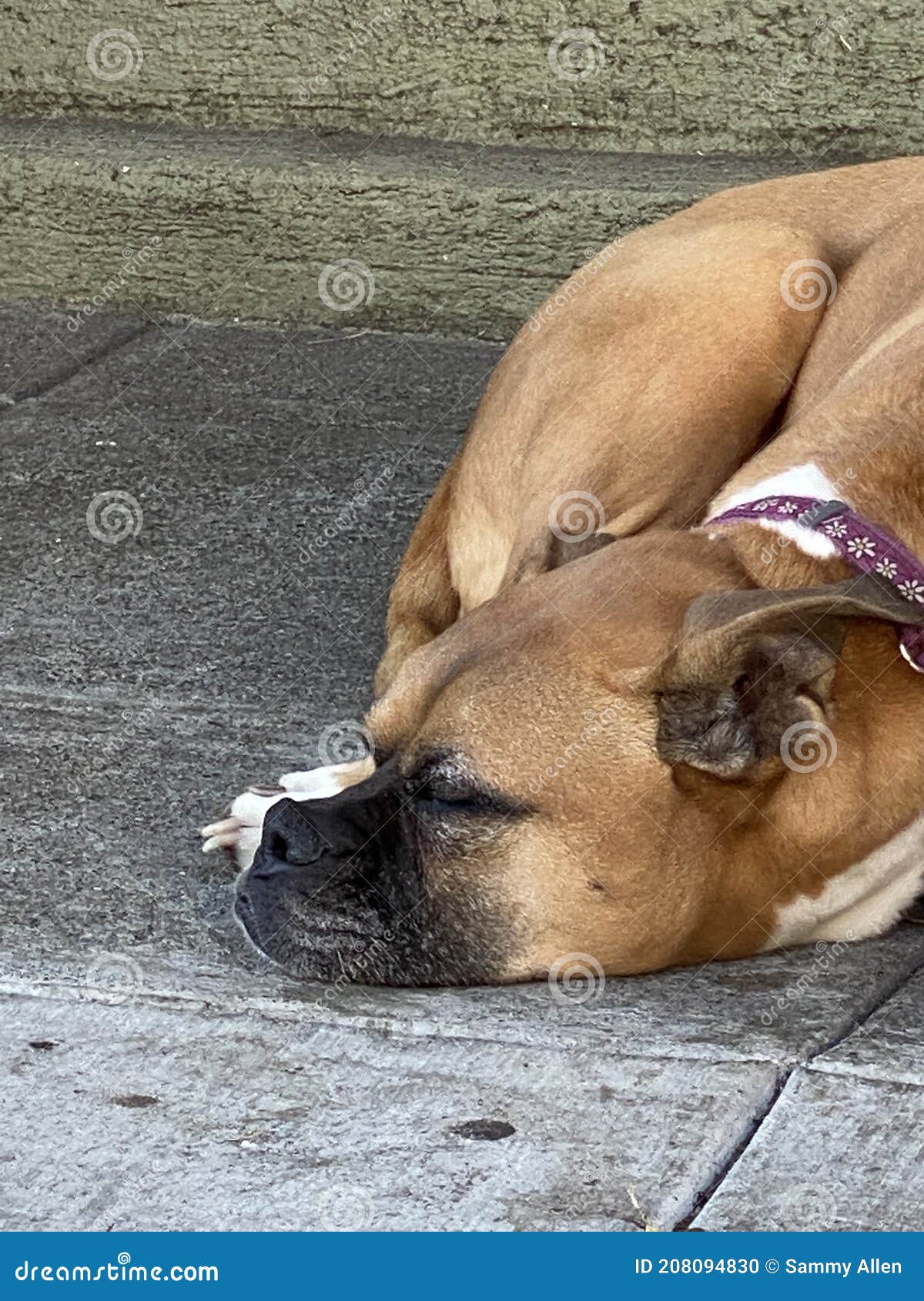 Perro dormido en la calle foto de archivo. Imagen de grande - 208094830