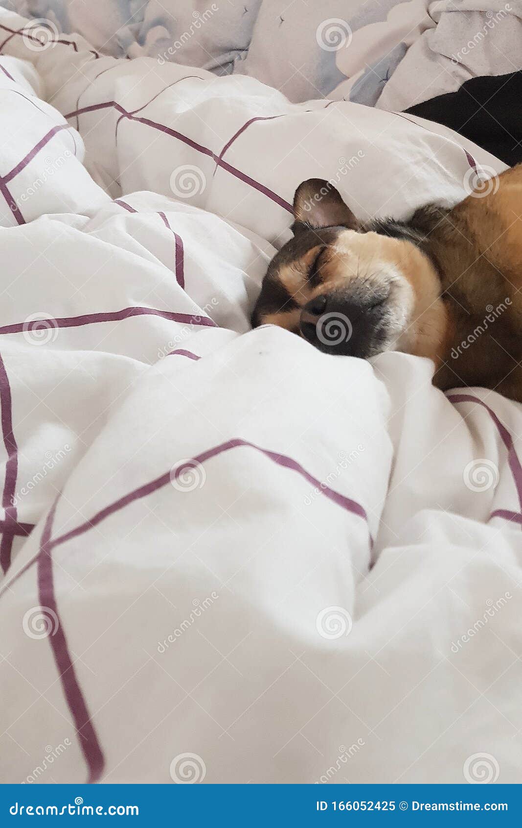 Perro dormido en la cama imagen de archivo. Imagen de lindo - 166052425