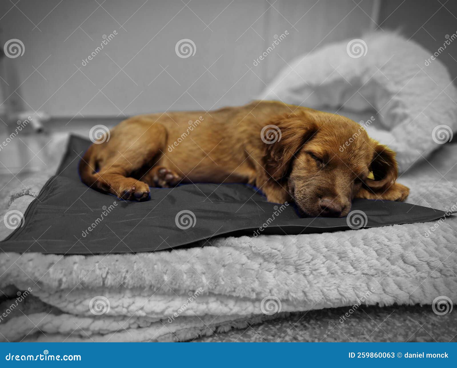 Perro dormido lindo imagen de archivo. Imagen de vida - 259860063