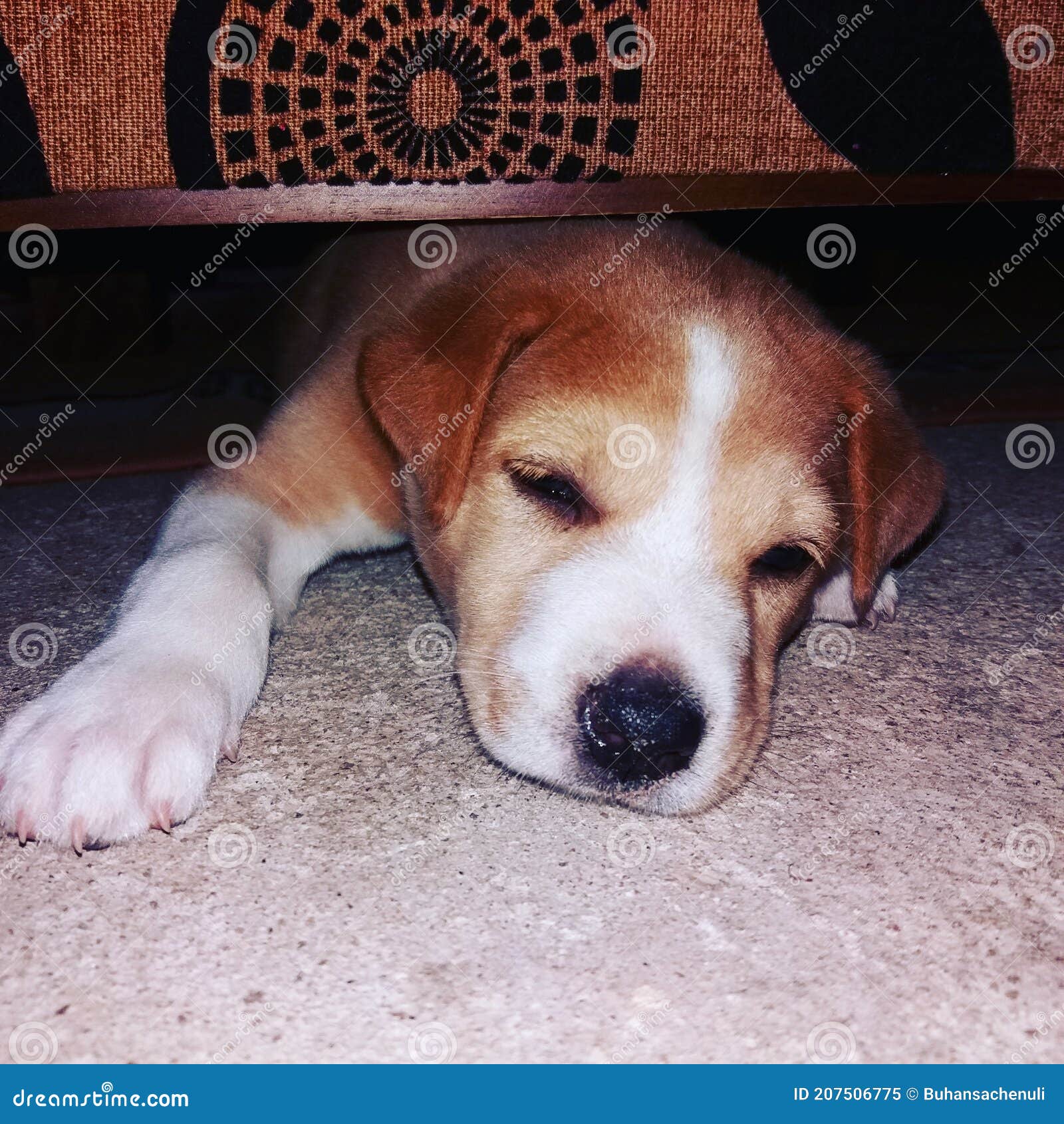 Perro dormido imagen de archivo. Imagen de perrito, animal - 207506775