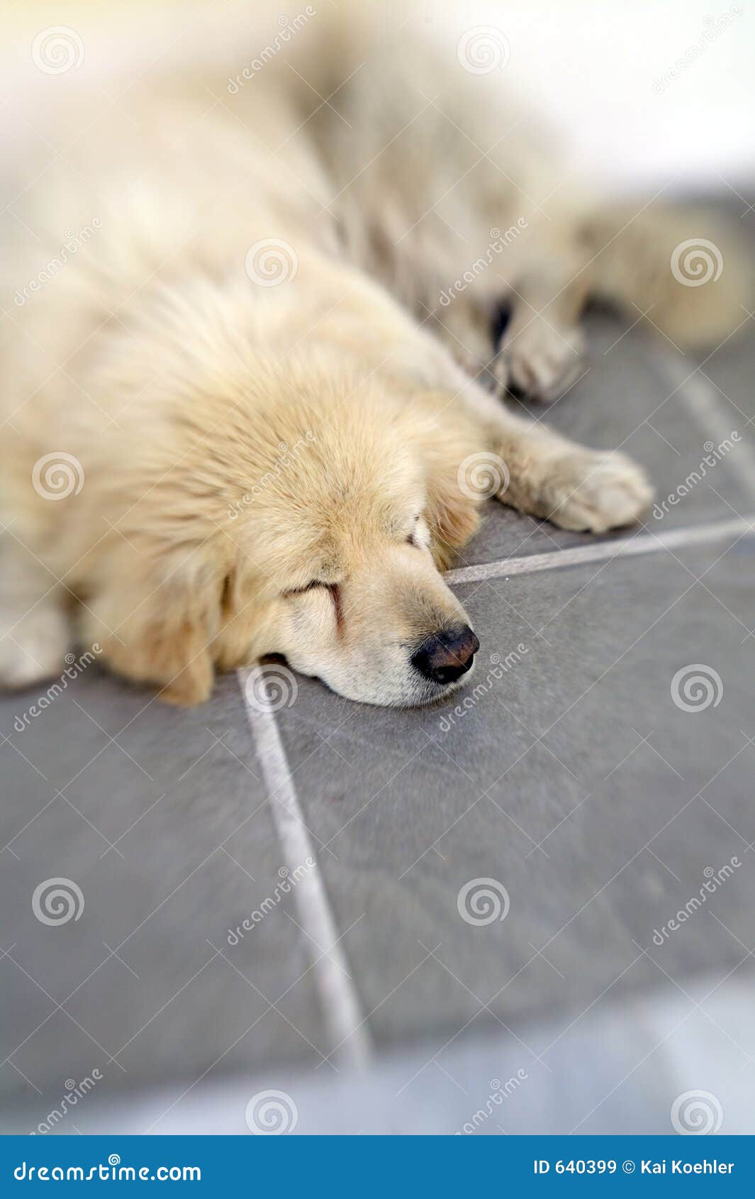 Perro el dormir imagen de archivo. Imagen de pelo, boca - 640399