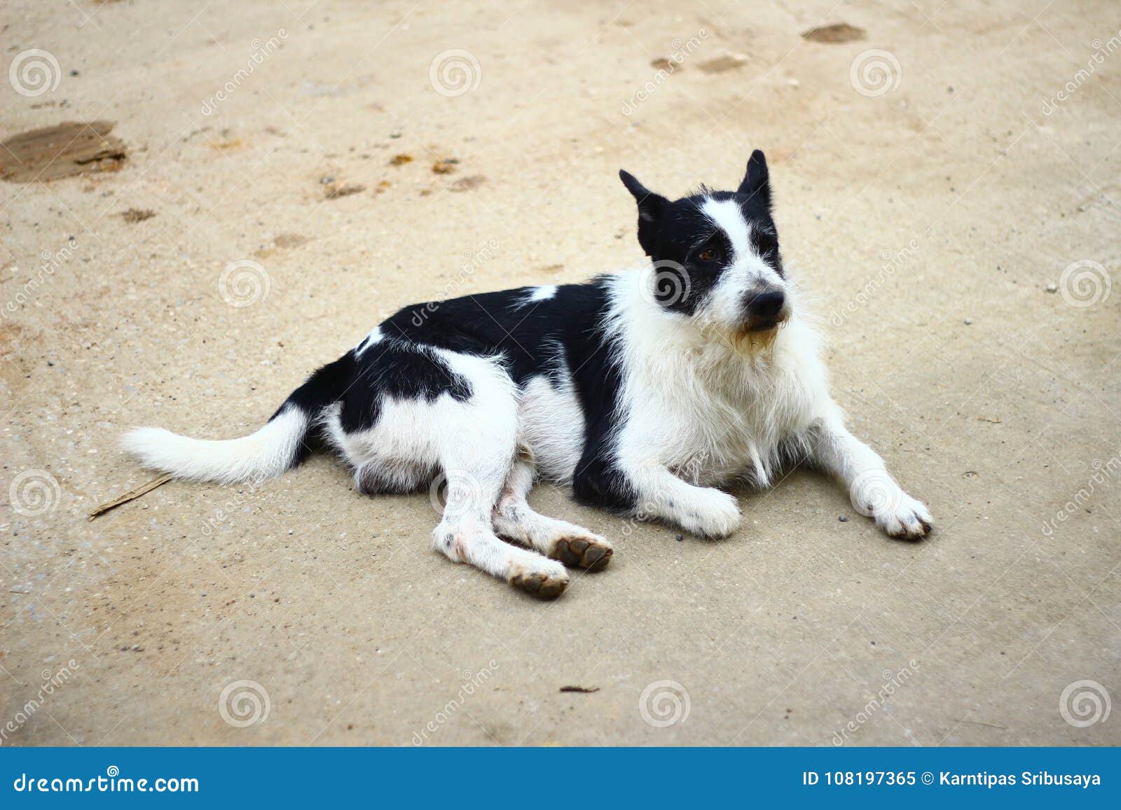 Perro elegante imagen de archivo. Imagen de tendiente - 108197365
