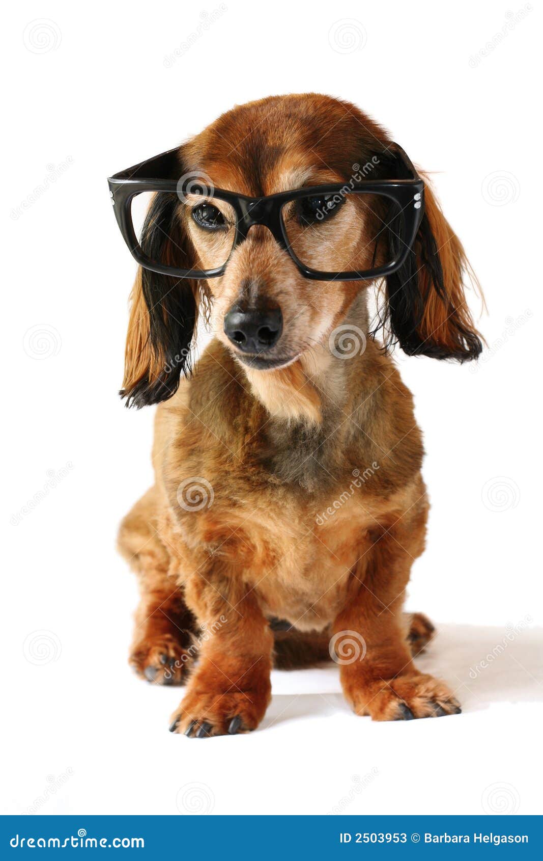 Perro elegante. imagen de archivo. Imagen de amigo, dachshund - 2503953