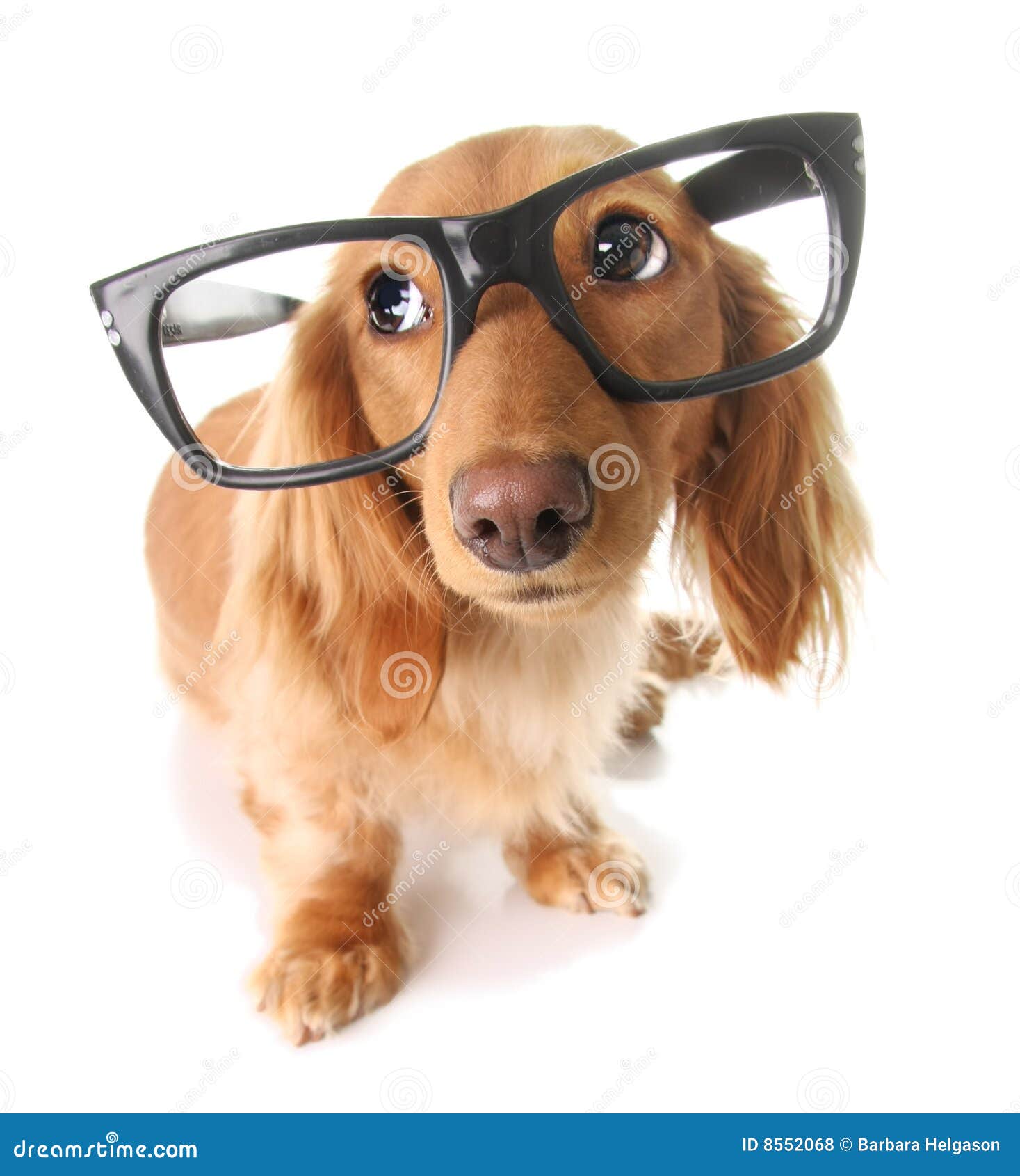 Perro elegante foto de archivo. Imagen de estudioso, inteligente - 8552068