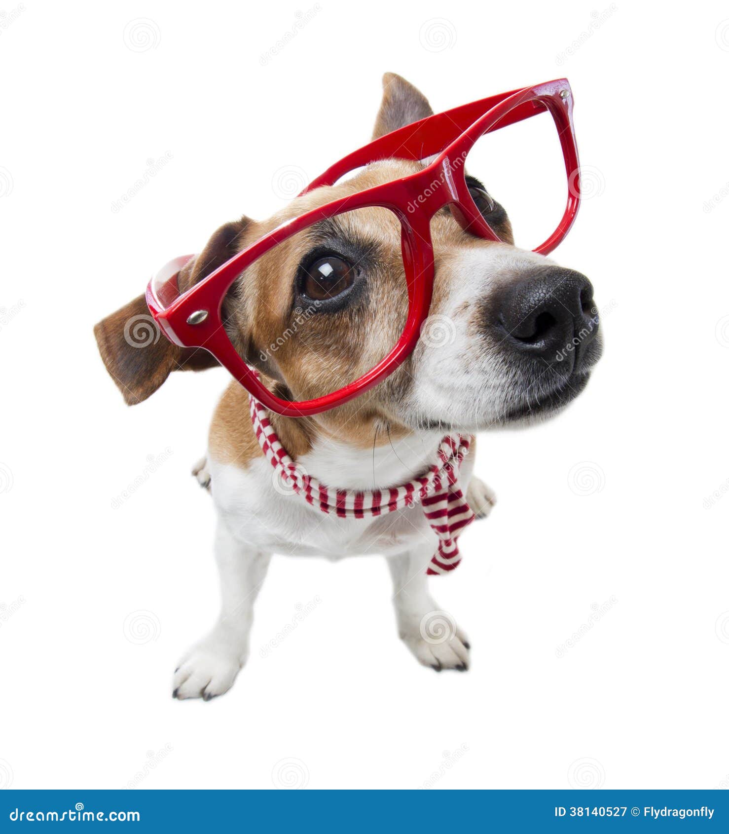 Perro elegante de la moda imagen de archivo. Imagen de perro - 38140527