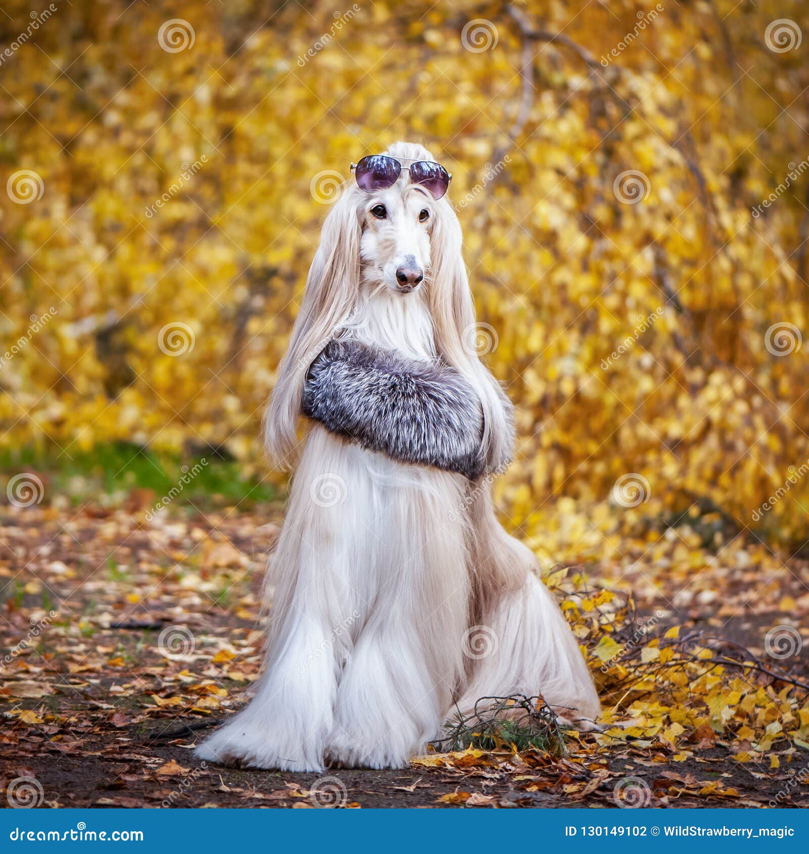 Perro Elegante, De Moda, Afgano En Una Piel Foto de archivo - Imagen de ...