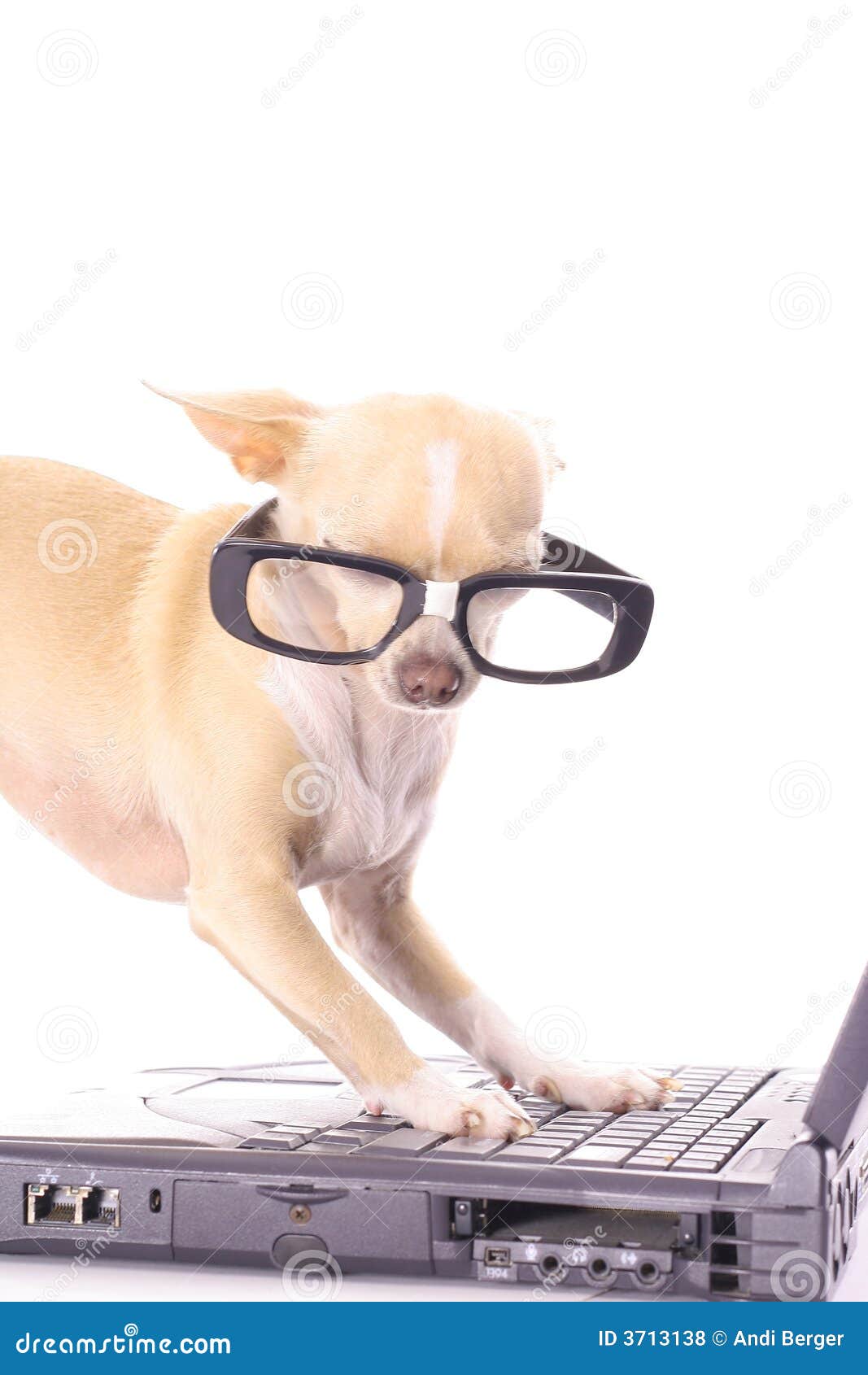 Perro Elegante Que Envía Un Email Foto de archivo - Imagen de divertido ...