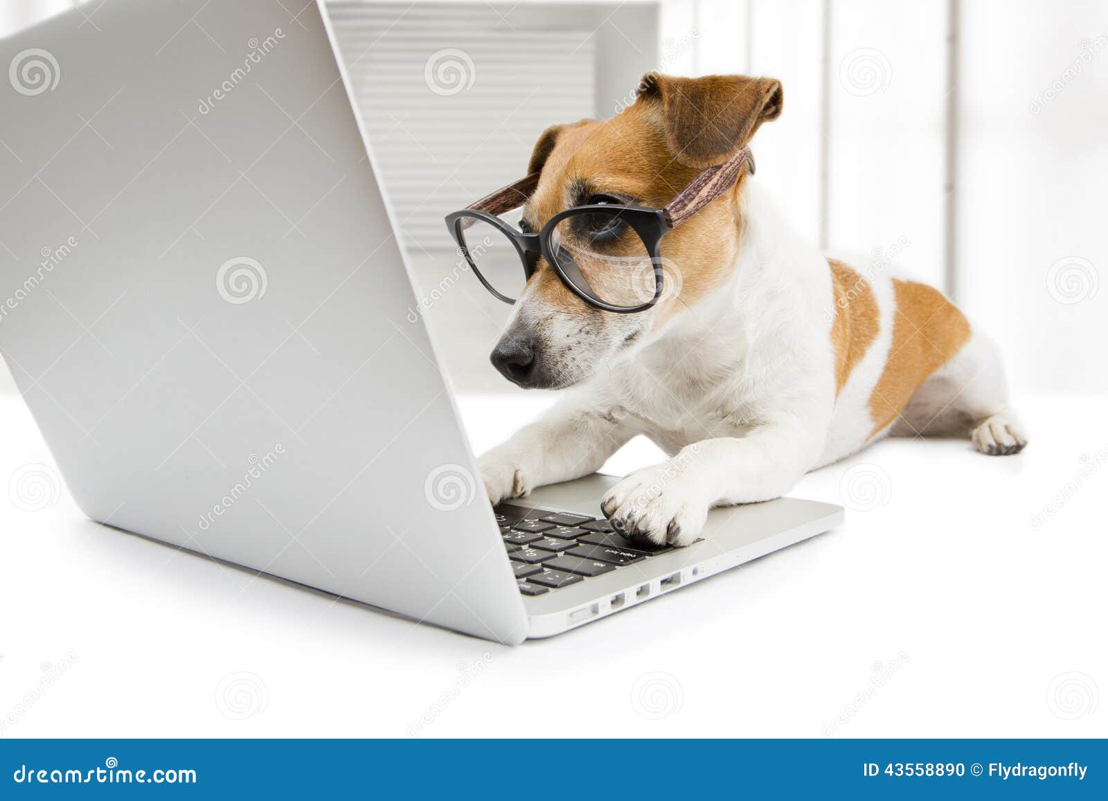 Perro Elegante Que Trabaja Con PC Foto de archivo - Imagen de profesor, estudiante: 43558890