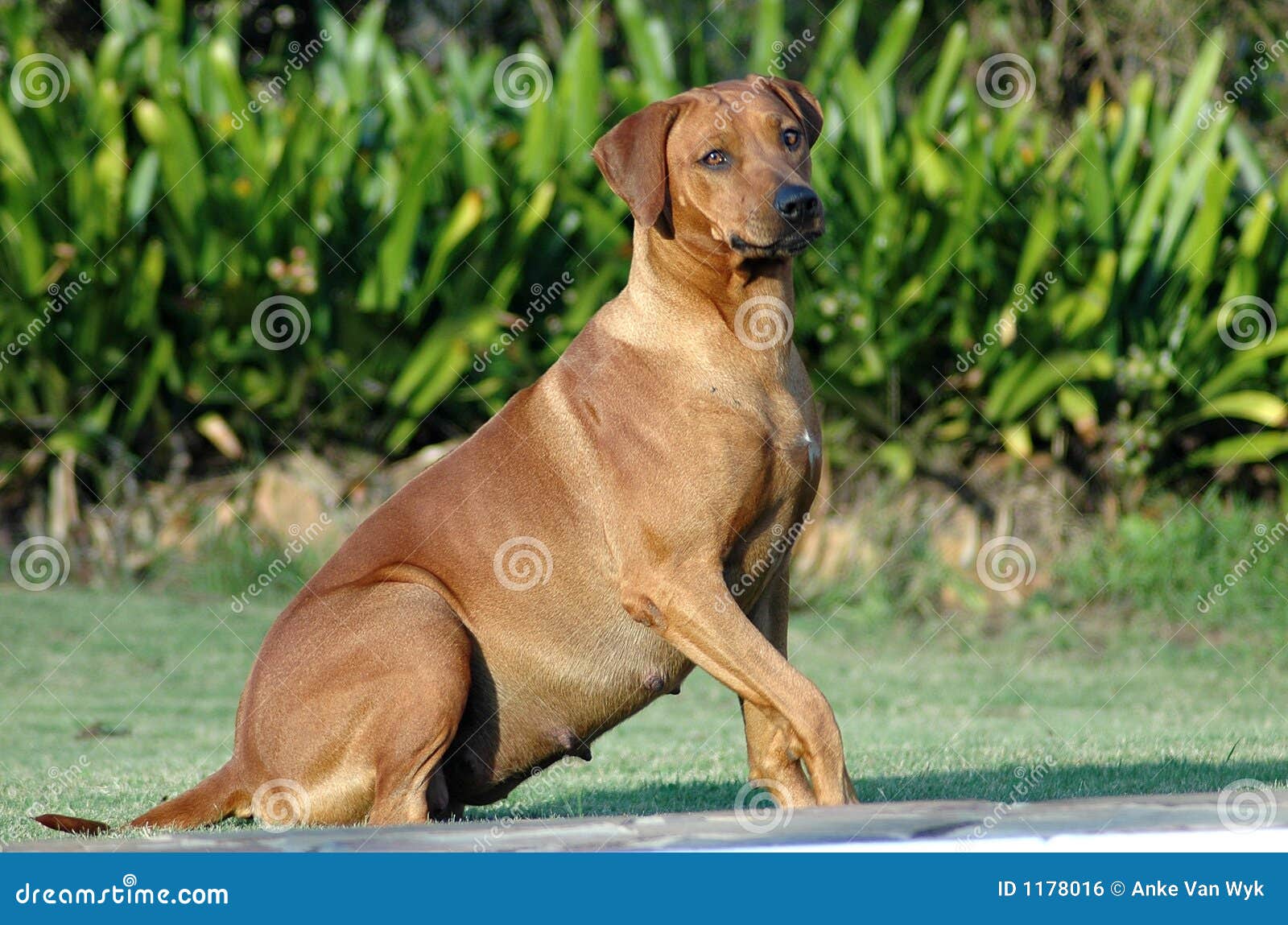 Perro embarazado foto de archivo. Imagen de nariz, rodesia - 1178016