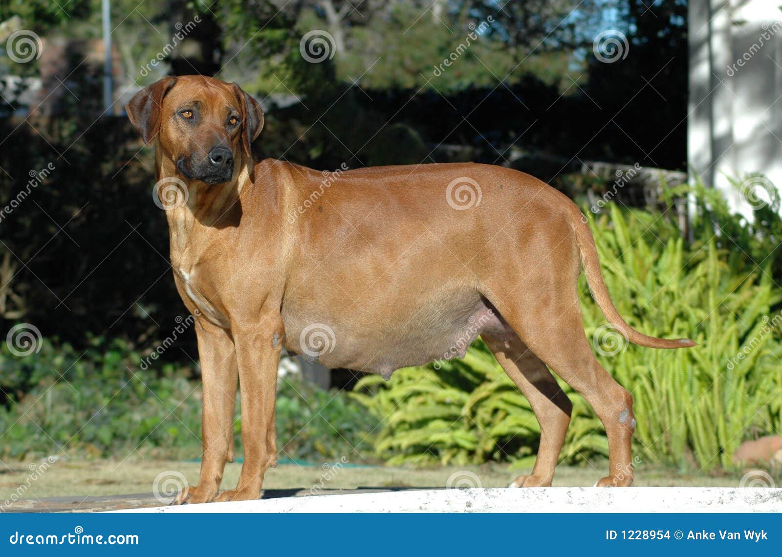 Perro embarazado foto de archivo. Imagen de elegancia - 1228954