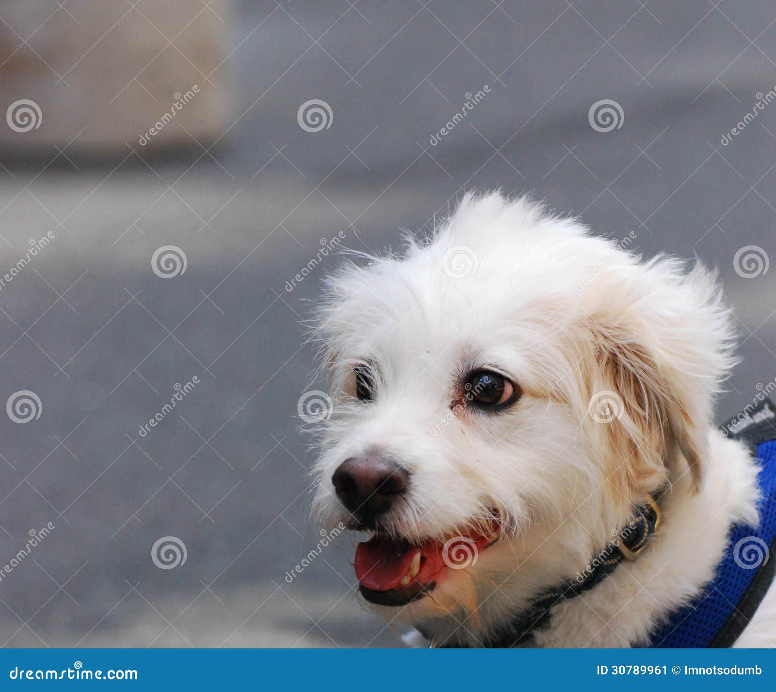 Perro emocionado imagen de archivo. Imagen de perrito - 30789961