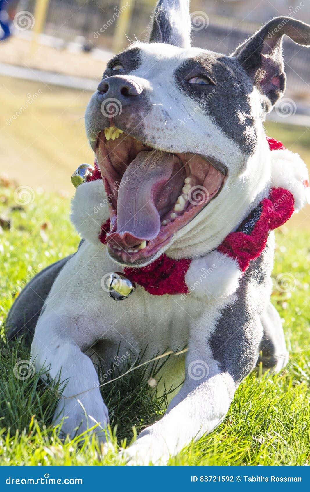 Perro emocionado festivo foto de archivo. Imagen de exterior - 83721592