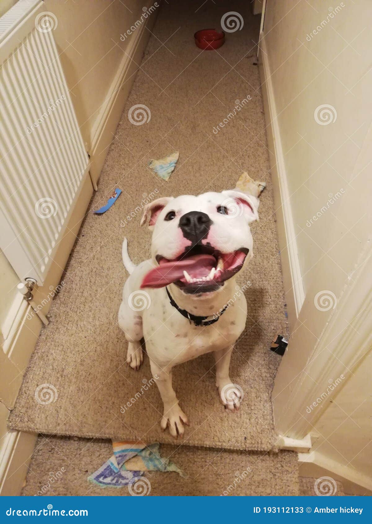 Perro emocionado muy feliz imagen de archivo. Imagen de mascota - 193112133