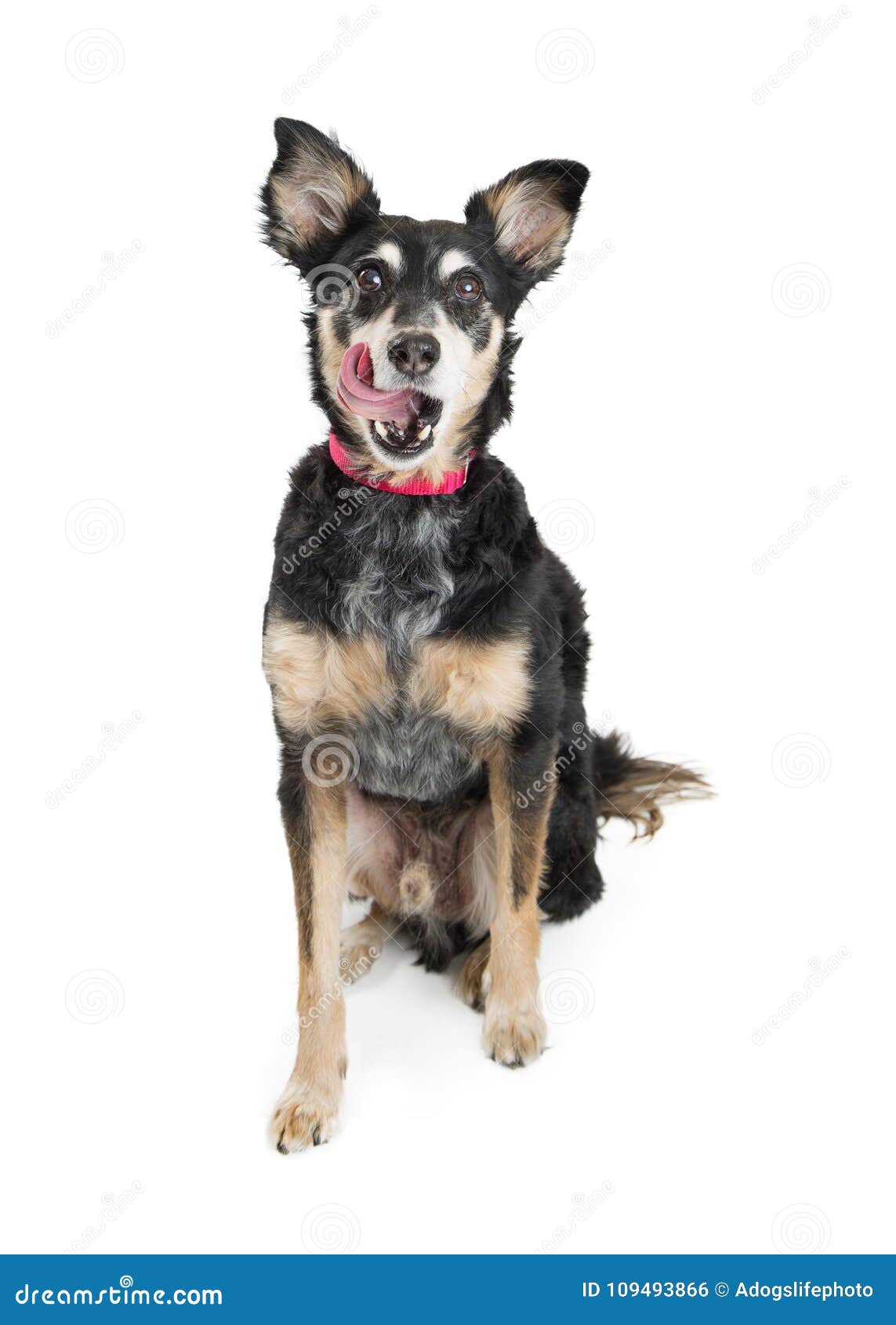 Perro Emocionado Que Lame Los Labios Foto de archivo - Imagen de salir ...