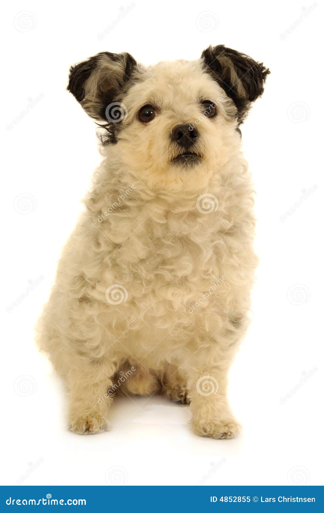 Perro en blanco imagen de archivo. Imagen de perrito, peludo - 4852855