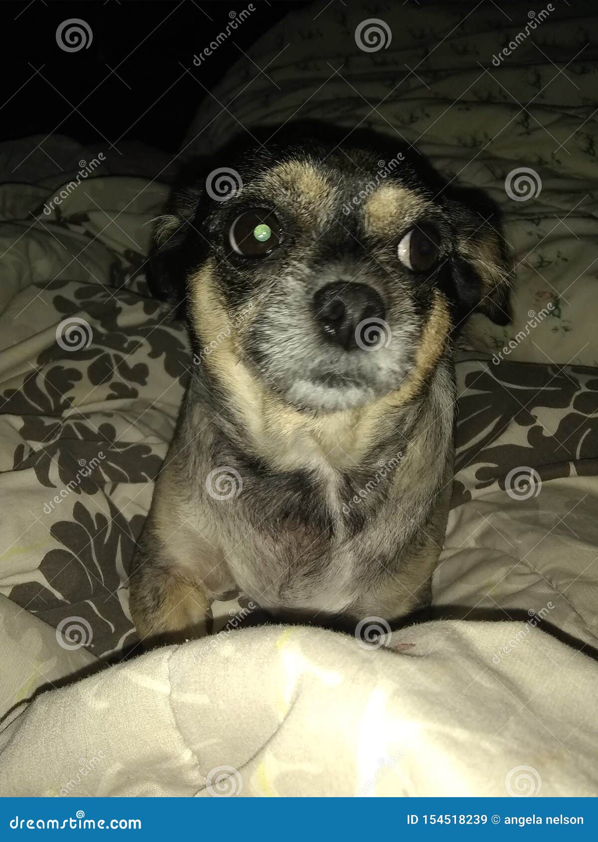 Perro imagen de archivo. Imagen de relajado, durmiendo - 154518239