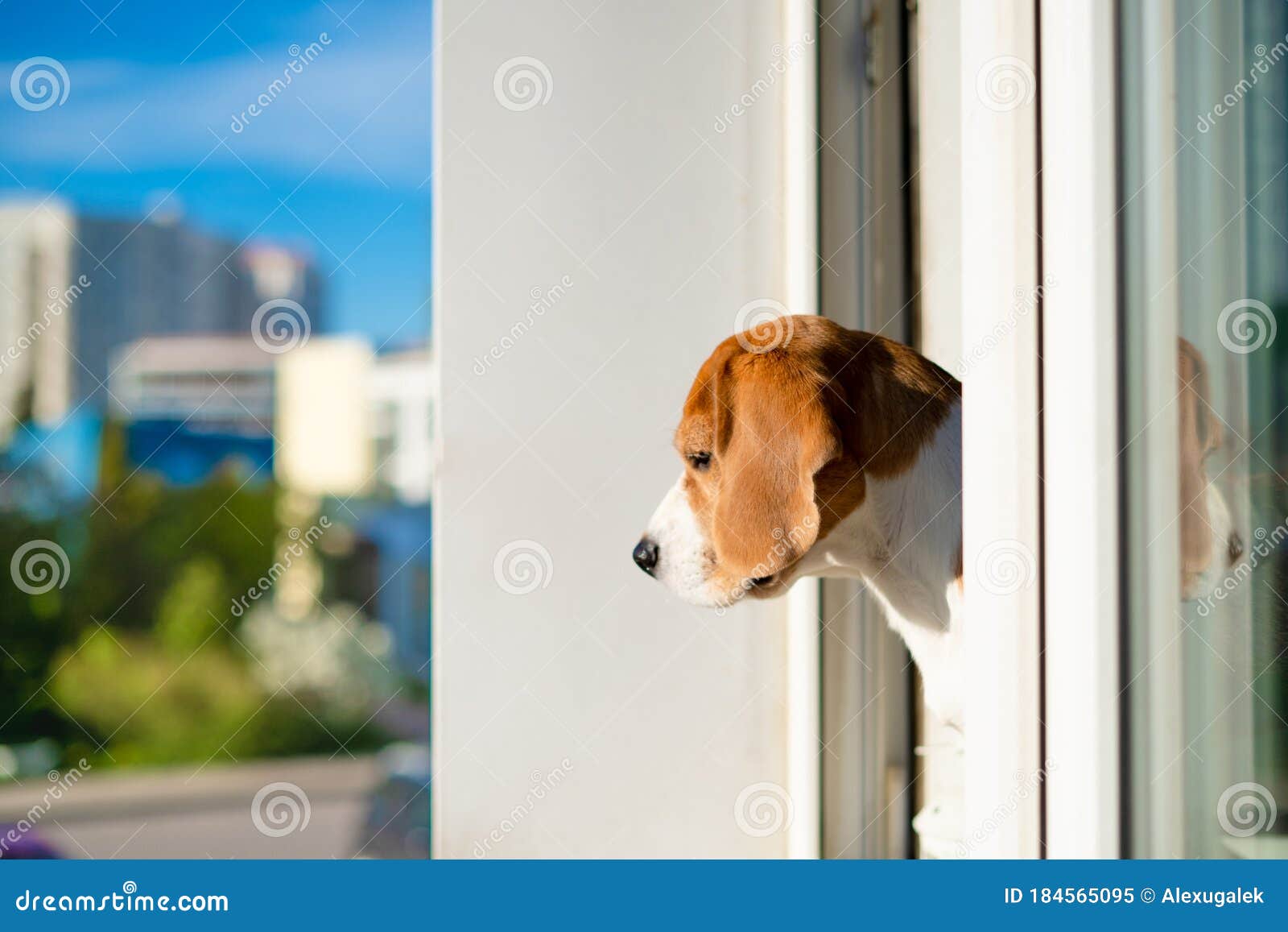 Perro en cuarentena imagen de archivo. Imagen de amigo - 184565095