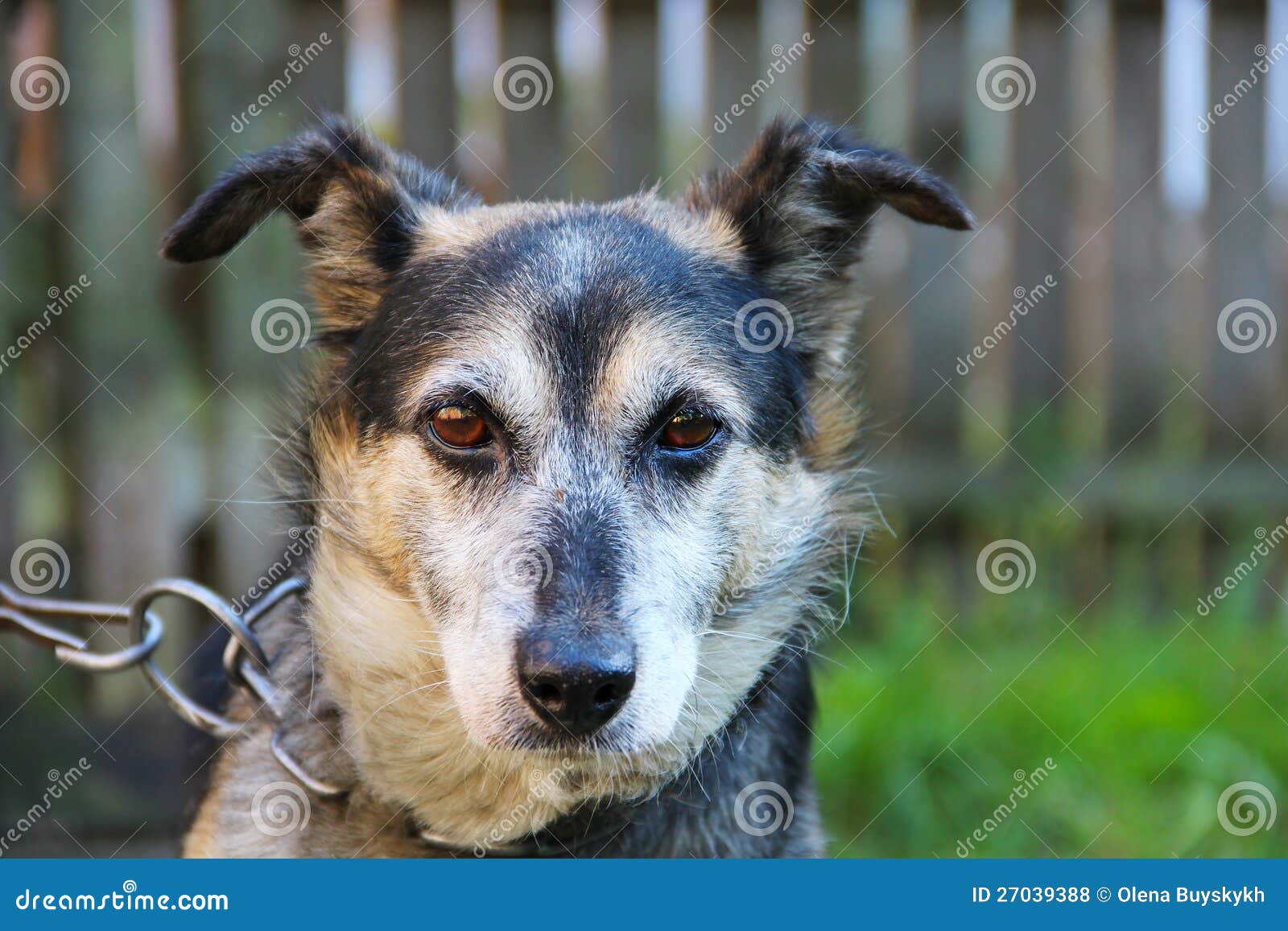 Perro en el encadenamiento foto de archivo. Imagen de campo - 27039388