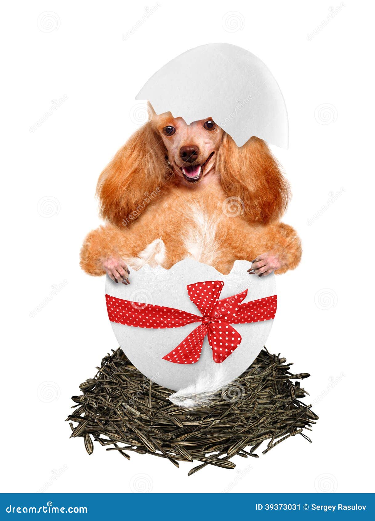 Perro en el huevo. imagen de archivo. Imagen de mascota - 39373031