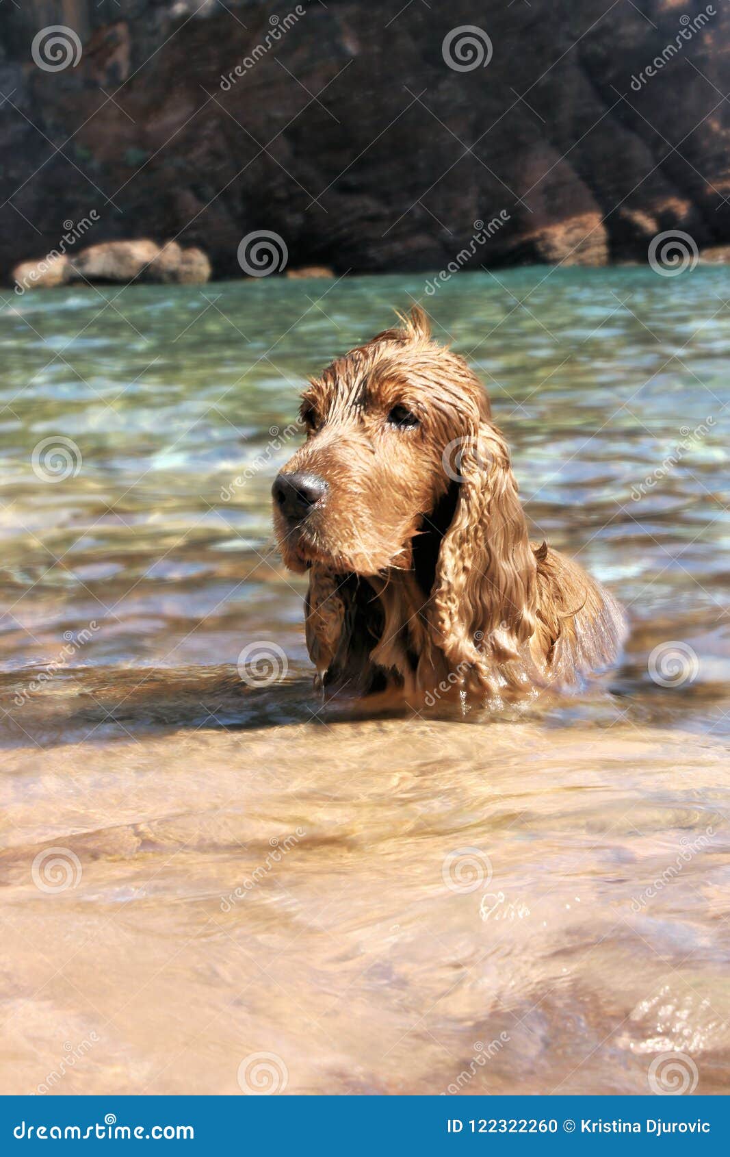 Perro en el mar foto de archivo. Imagen de belleza, coqueto - 122322260