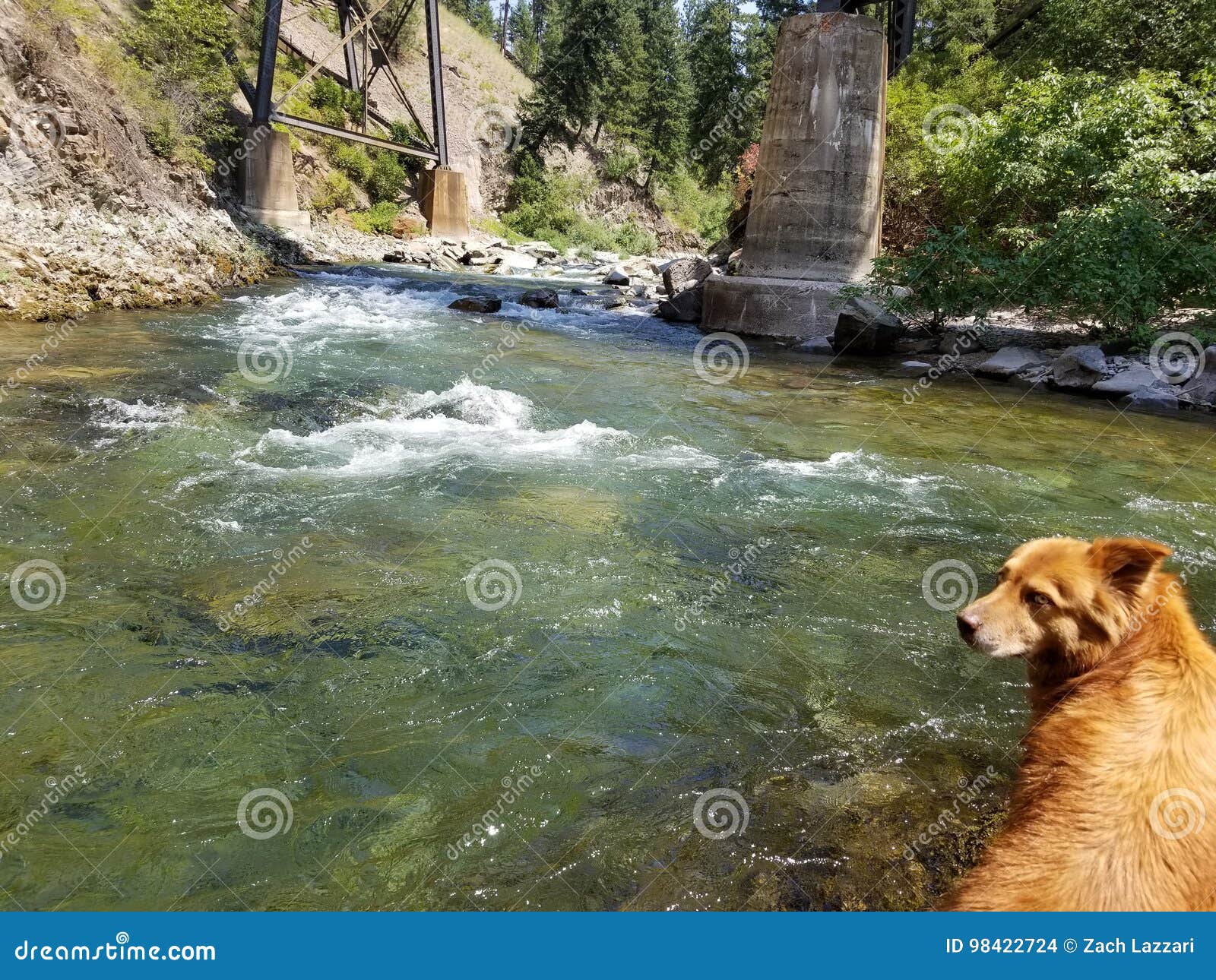 Perro en el río foto de archivo. Imagen de roca, sentada - 98422724