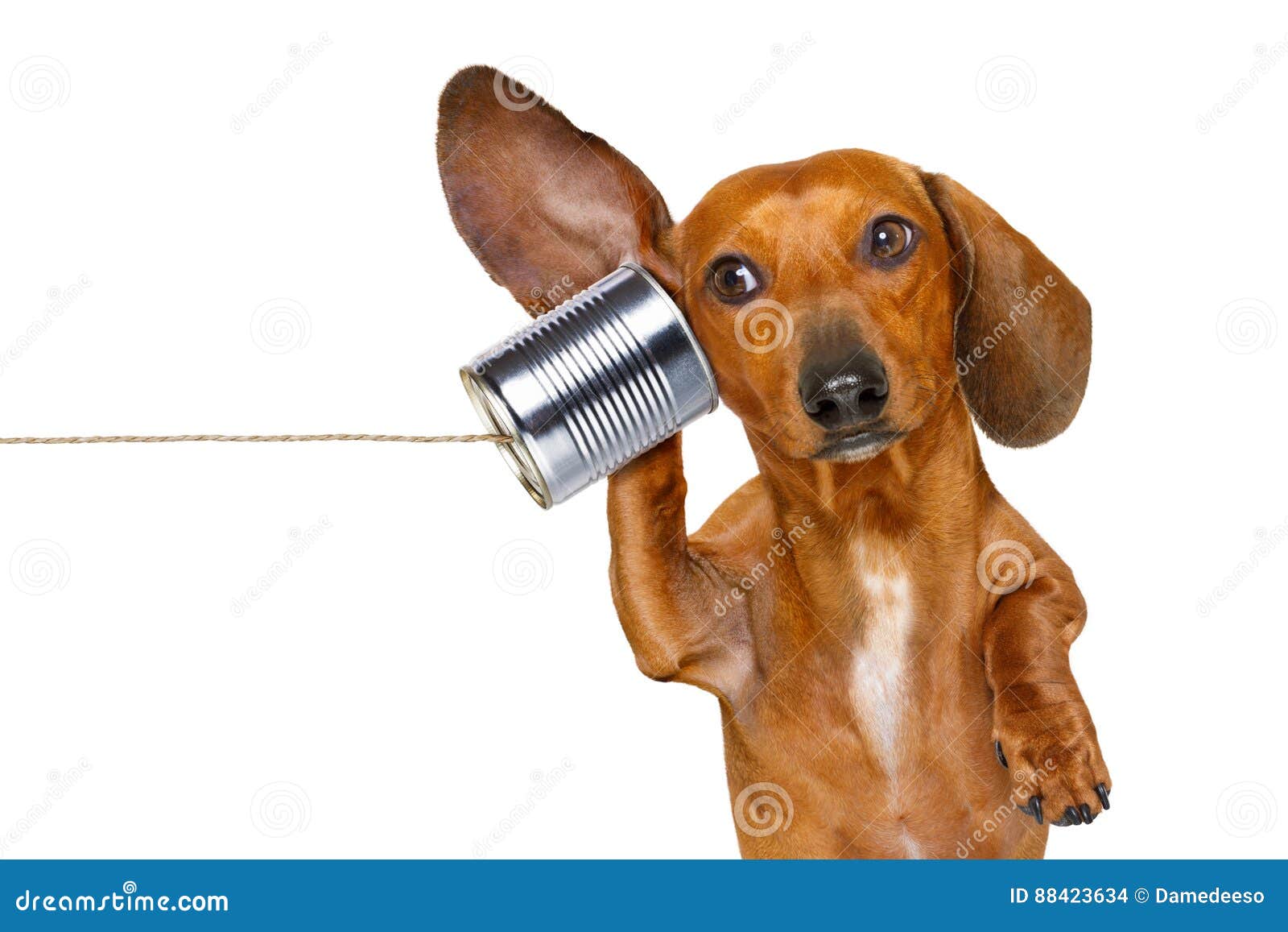 Perro En El Teléfono Que Escucha Cuidadosamente Foto de archivo ...