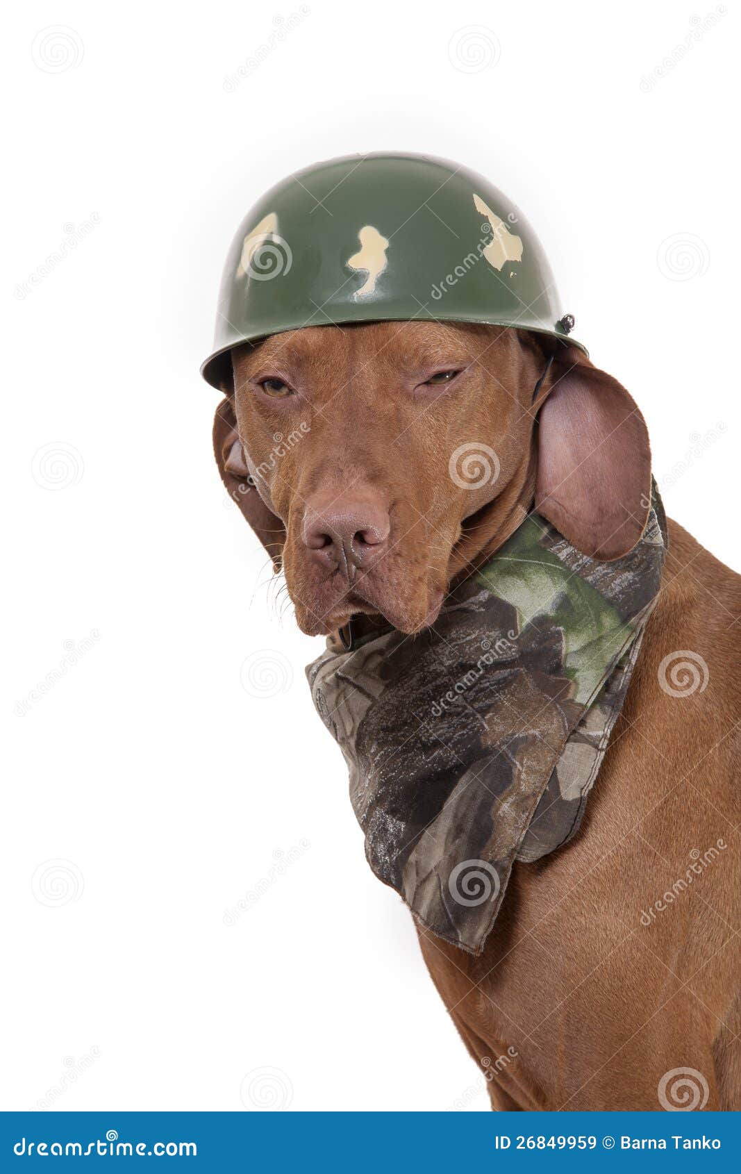 Perro en equipo militar imagen de archivo. Imagen de militar - 26849959