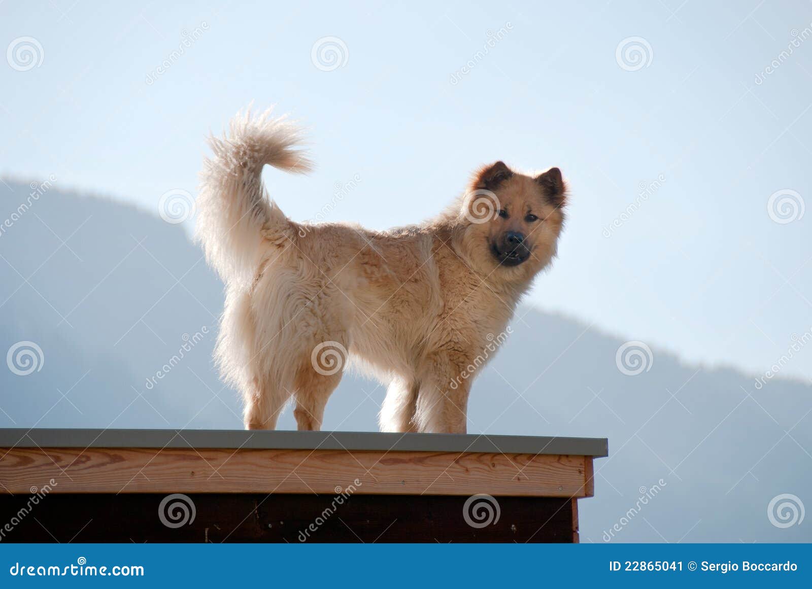 Perro en la azotea imagen de archivo. Imagen de chou - 22865041