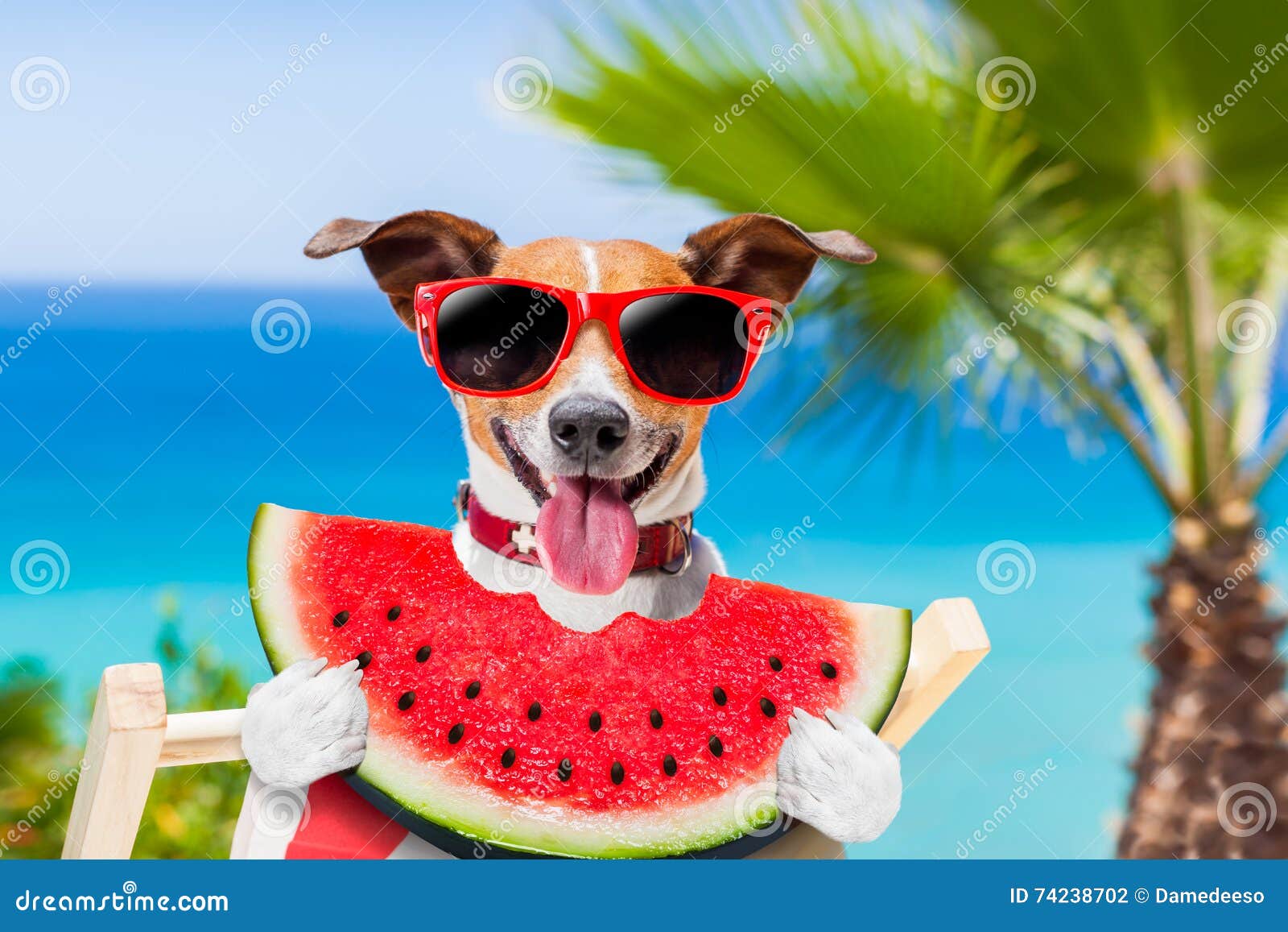 Perro En La Hamaca Y La Sandía Foto de archivo - Imagen de jugoso ...