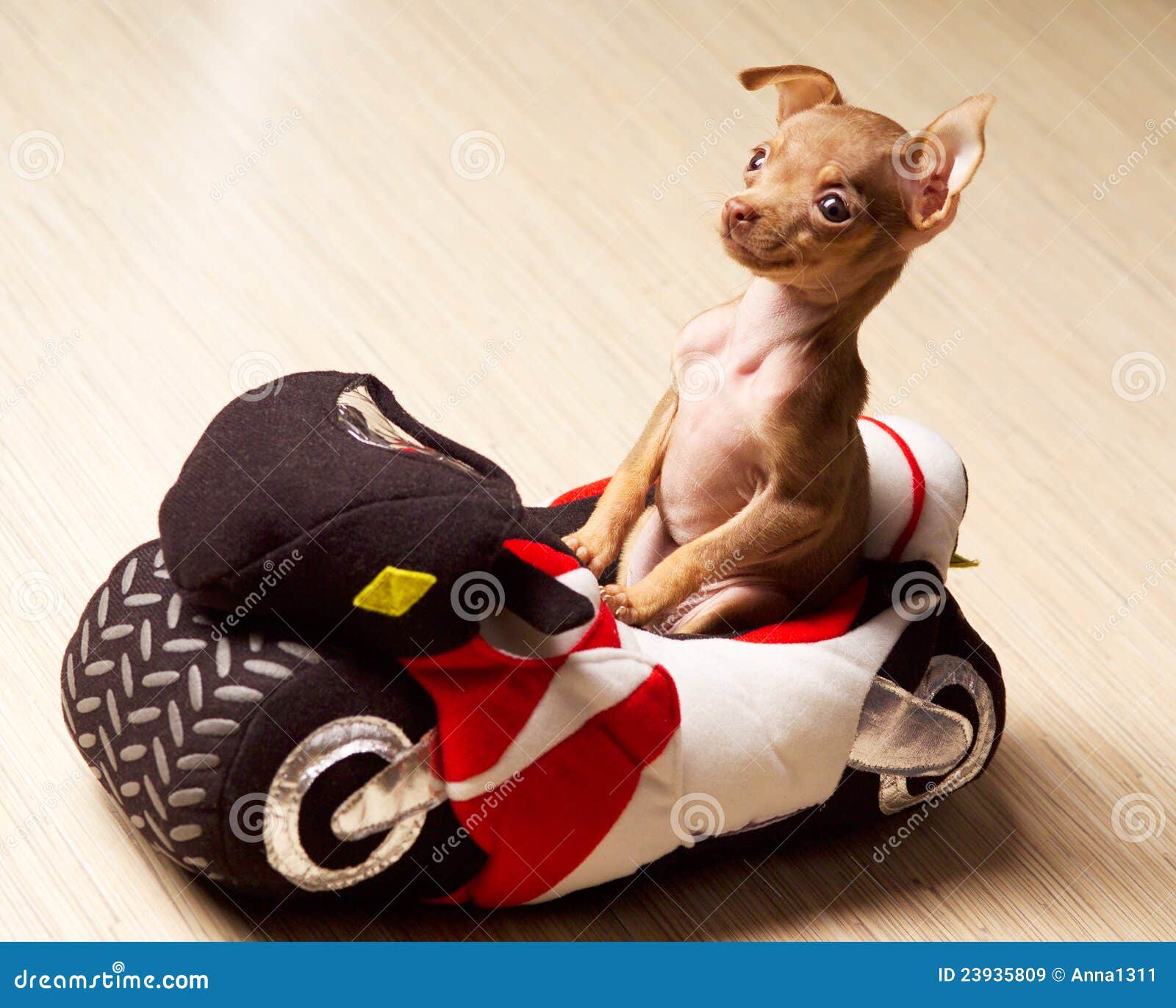 Perro en la motocicleta imagen de archivo. Imagen de grito - 23935809