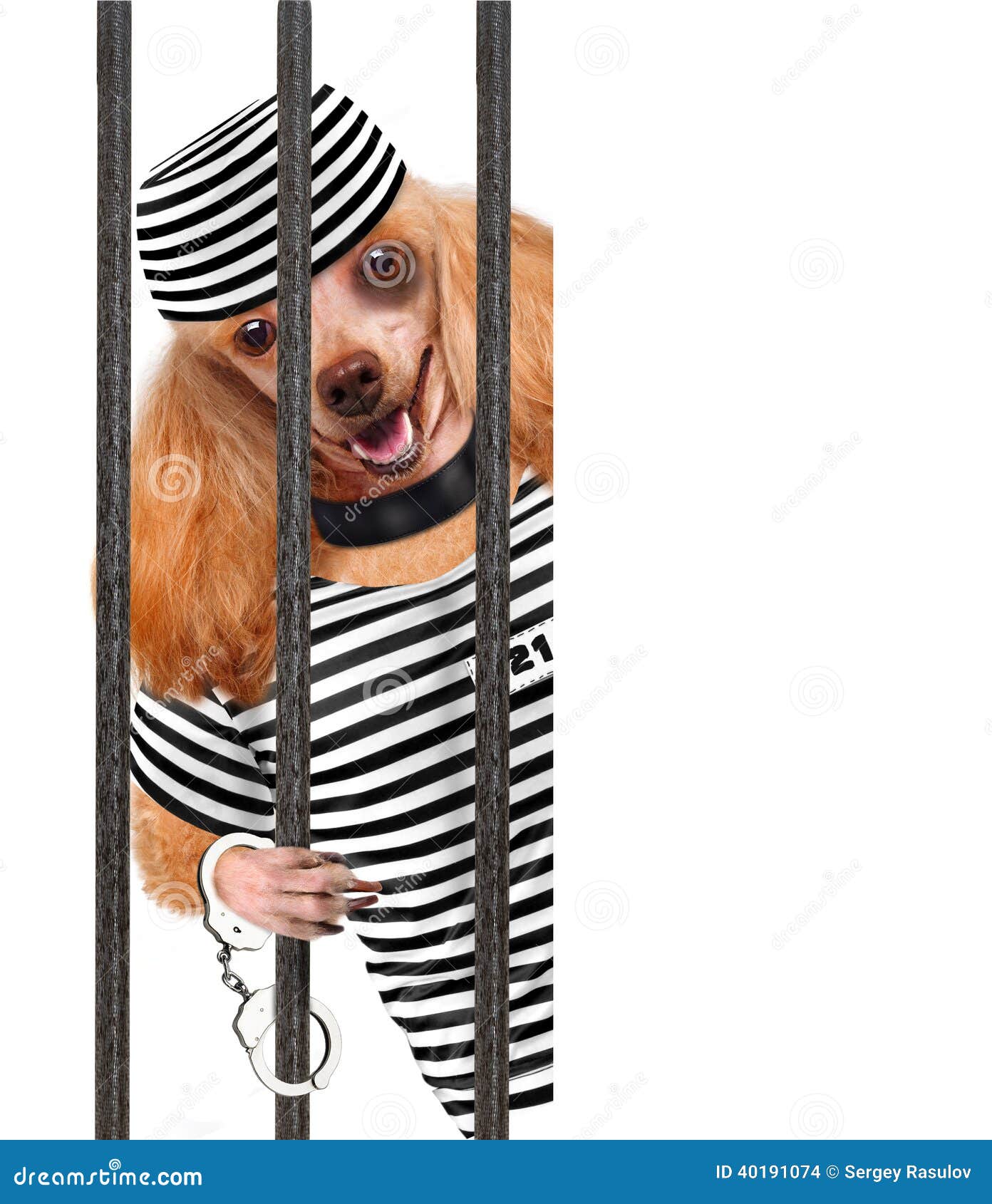 Perro en la prisión. foto de archivo. Imagen de malo - 40191074