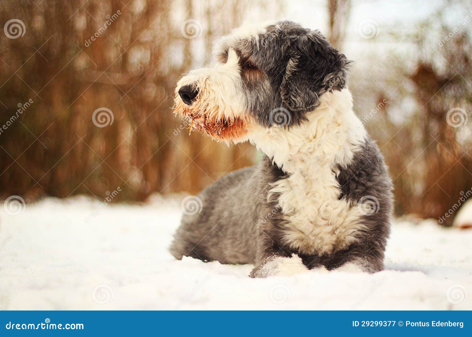 Perro en nieve imagen de archivo. Imagen de animal, retrato - 29299377