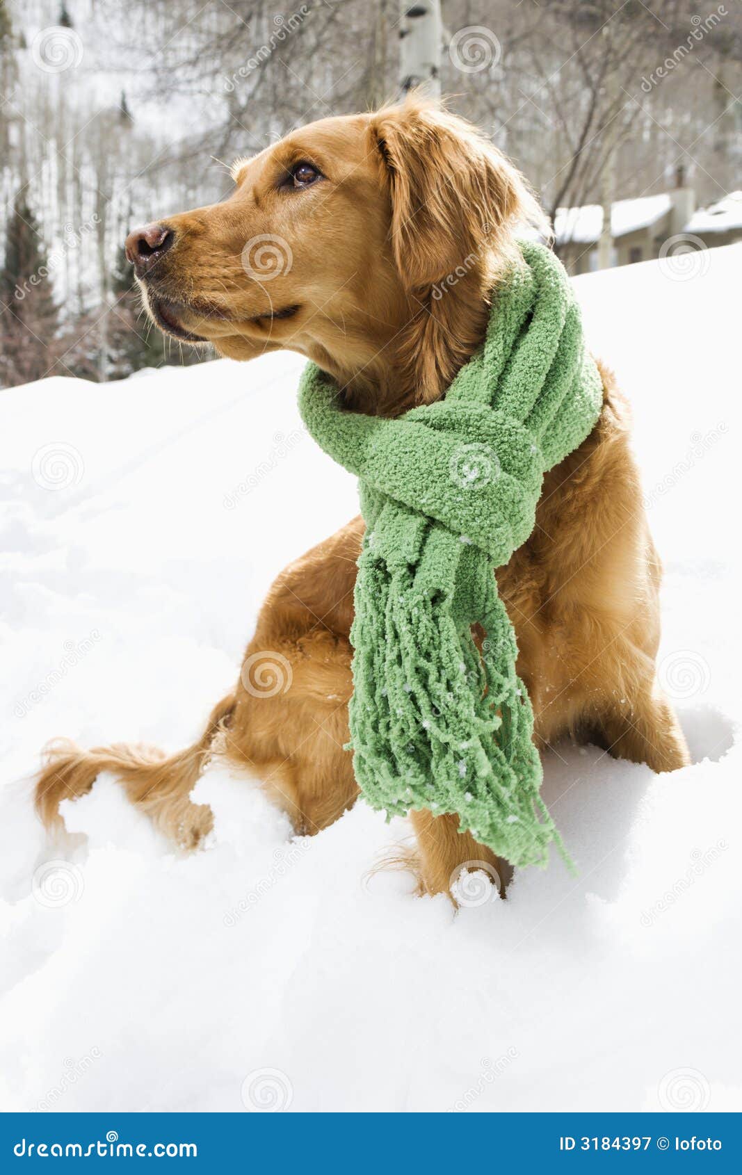 Perro en nieve. imagen de archivo. Imagen de animal, mascota - 3184397