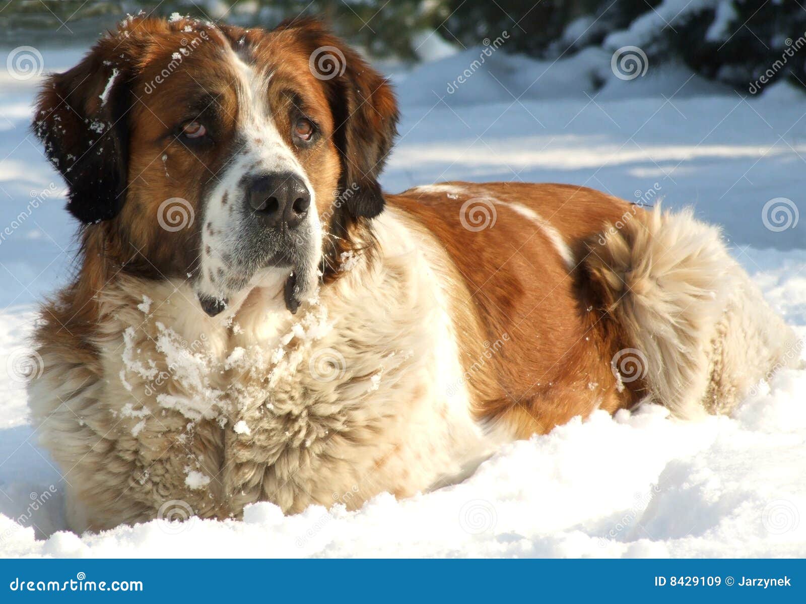 Perro en nieve imagen de archivo. Imagen de nieve, amigo - 8429109
