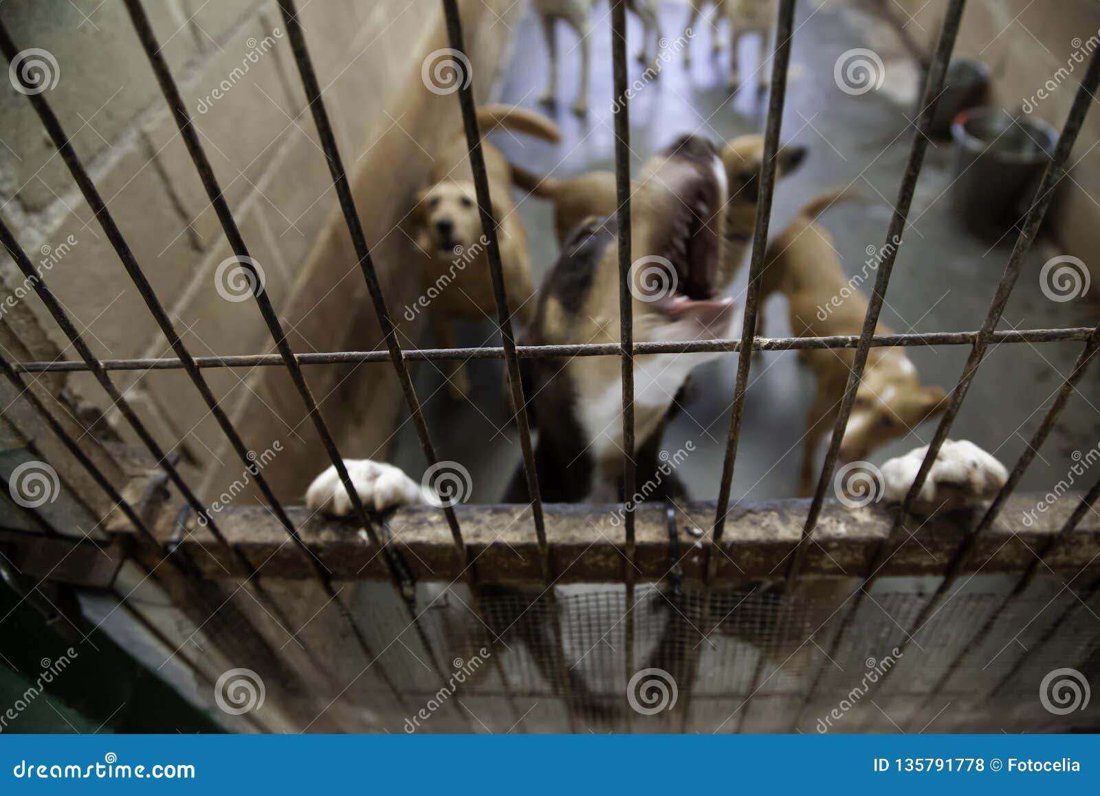 Perro en perrera foto de archivo. Imagen de canino, fondo - 135791778