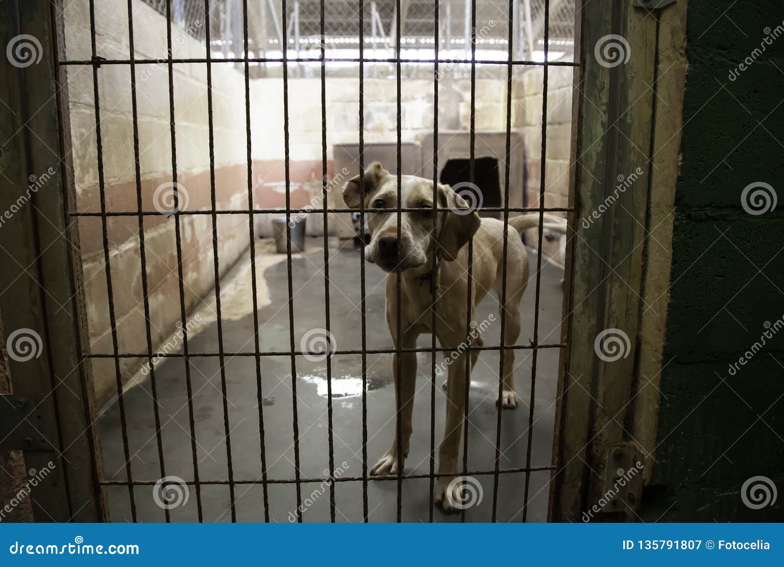 Perro en perrera imagen de archivo. Imagen de animal - 135791807