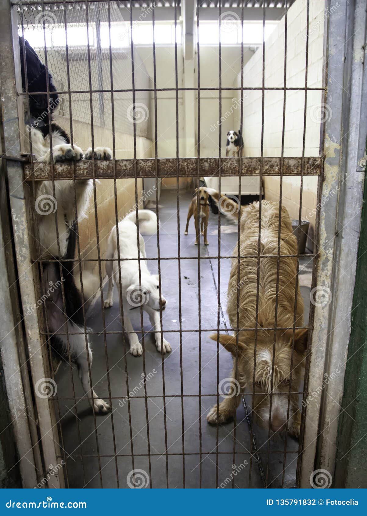 Perro en perrera foto de archivo. Imagen de abandonado - 135791832