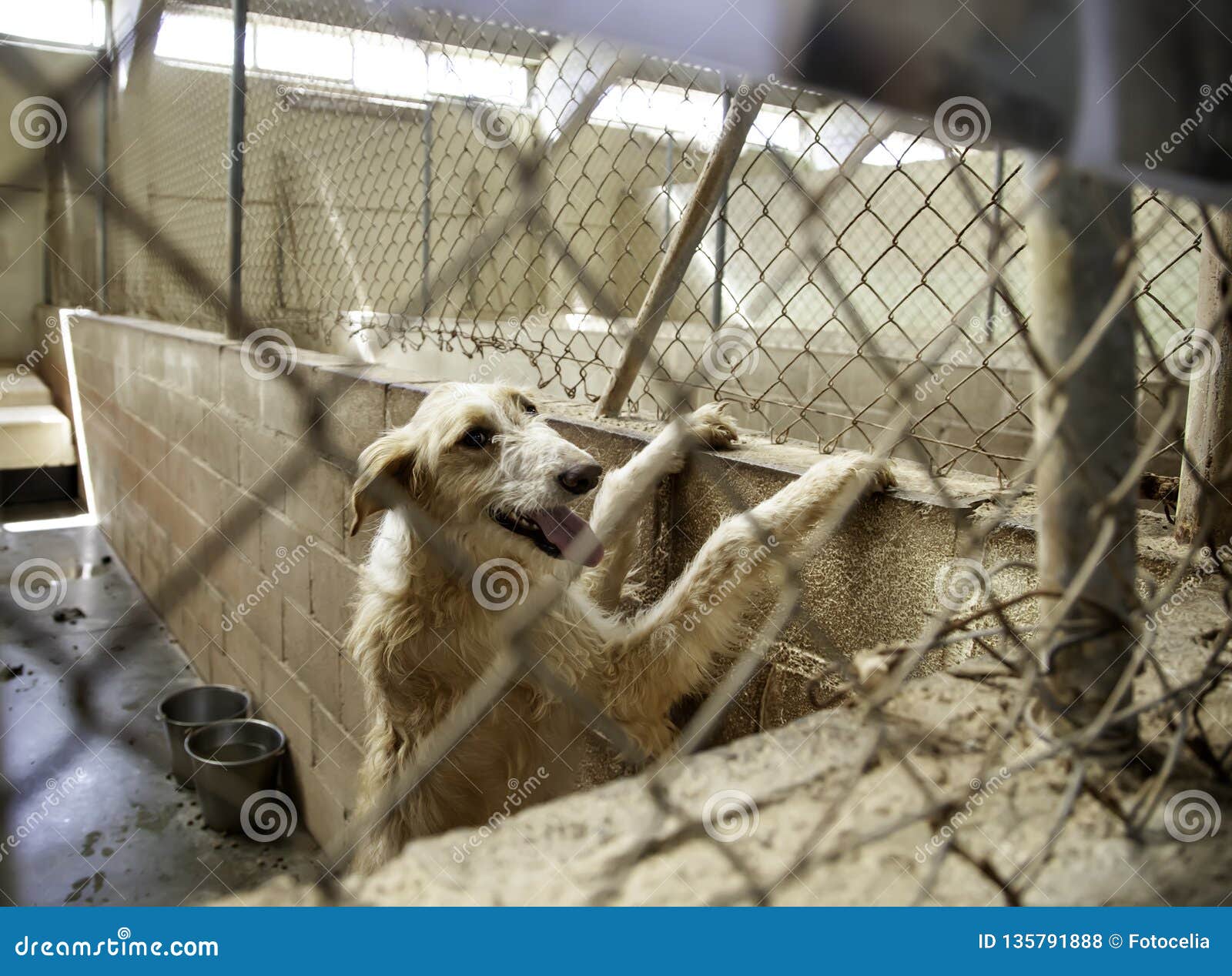 Perro en perrera foto de archivo. Imagen de mirando - 135791888