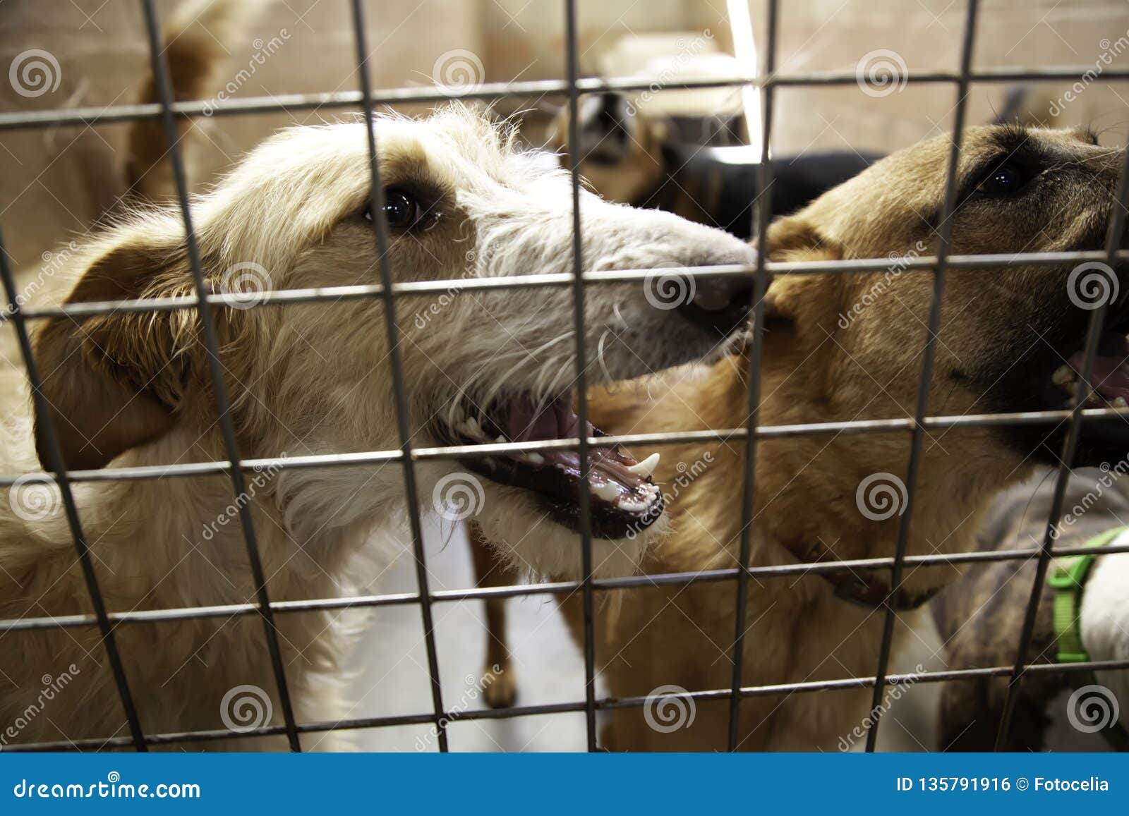 Perro en perrera foto de archivo. Imagen de doméstico - 135791916