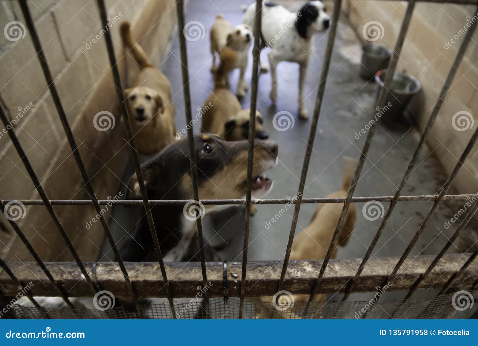 Perro en perrera foto de archivo. Imagen de canino, adopte - 135791958