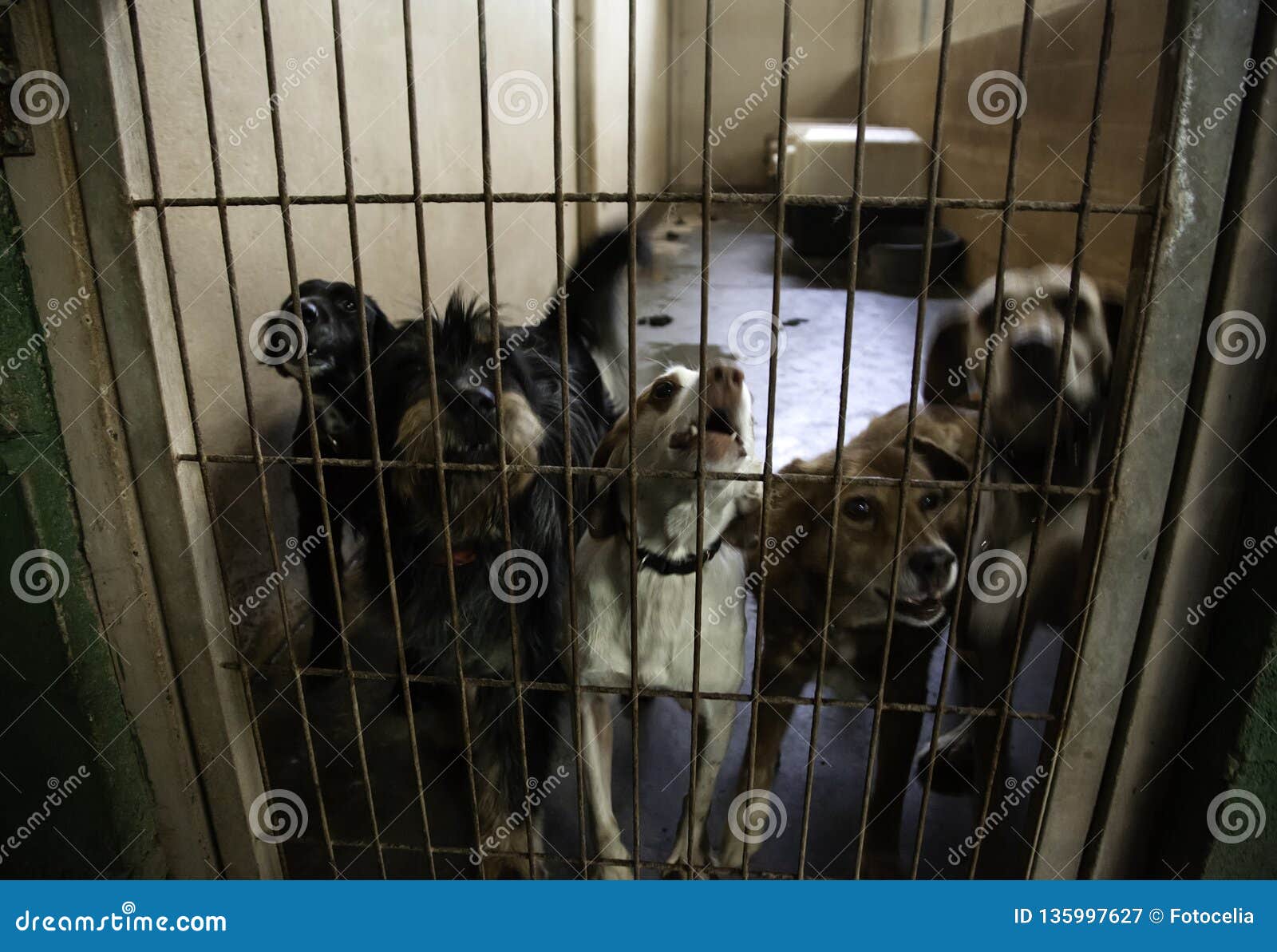 Perro en perrera imagen de archivo. Imagen de perro - 135997627
