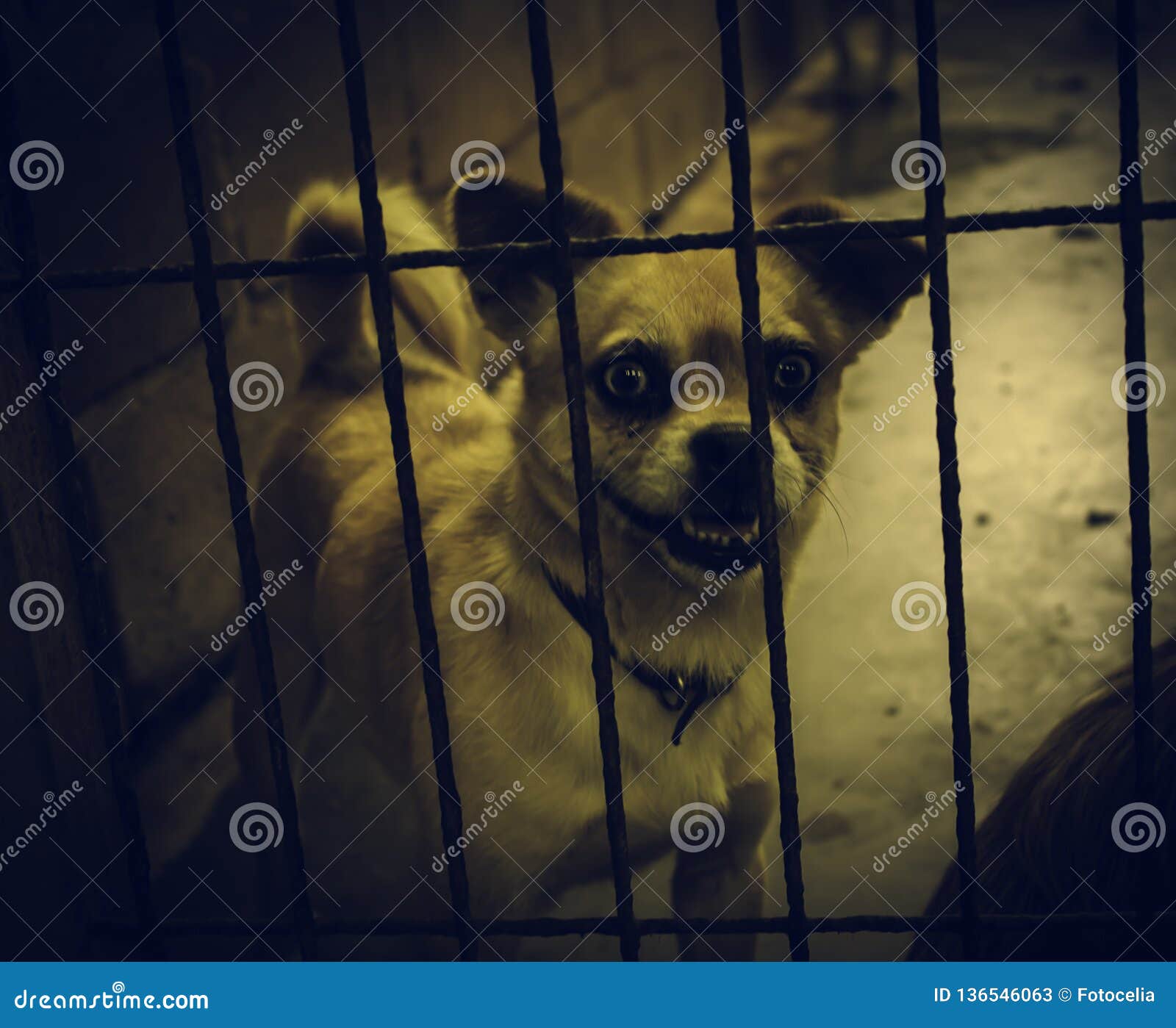 Perro en perrera imagen de archivo. Imagen de cara, mirando - 136546063