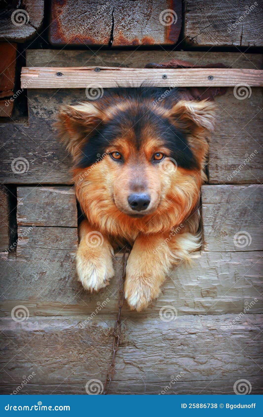 Perro en perrera foto de archivo. Imagen de frente, lindo - 25886738