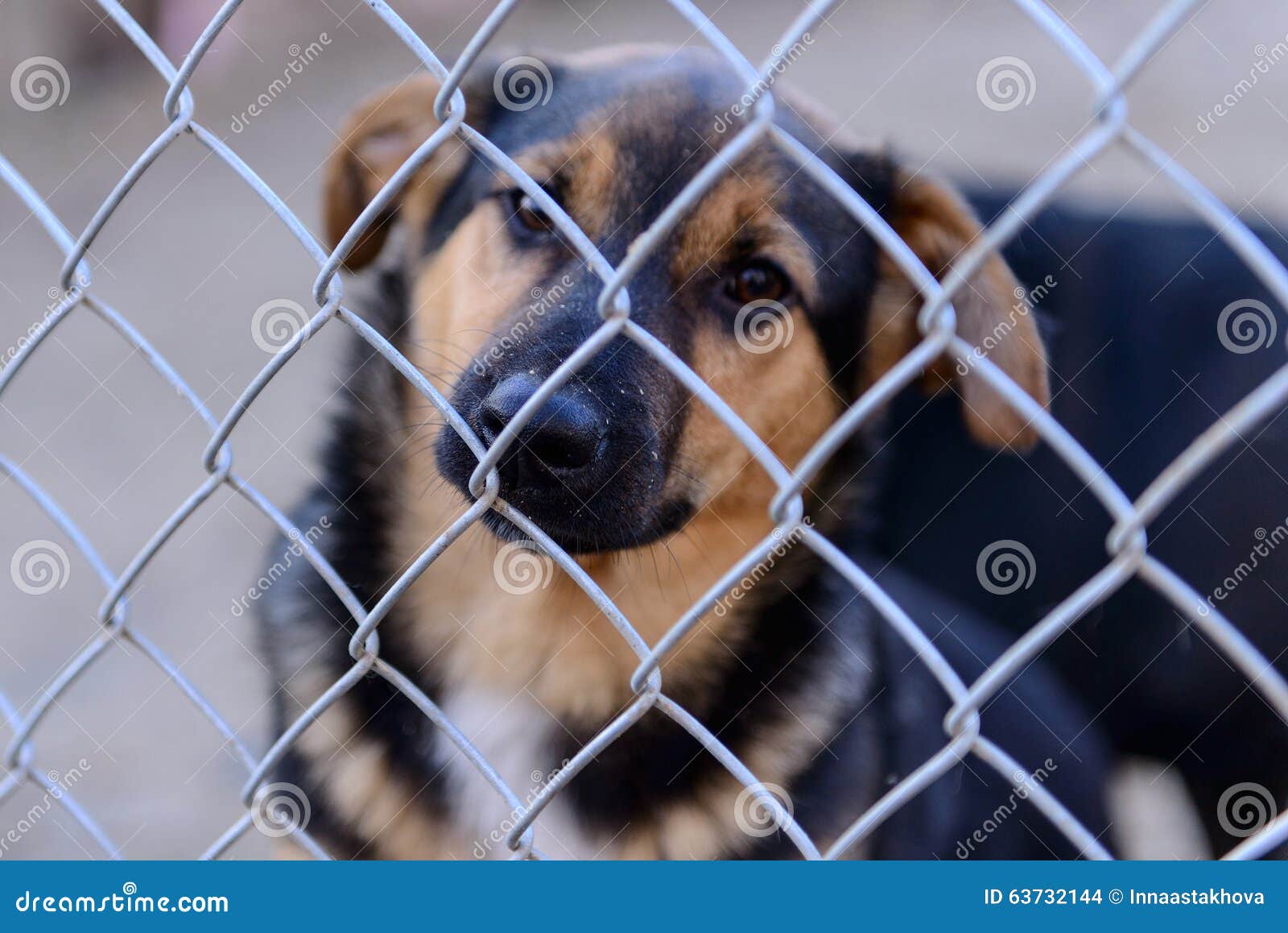 Perro en refugio foto de archivo. Imagen de concepto - 63732144