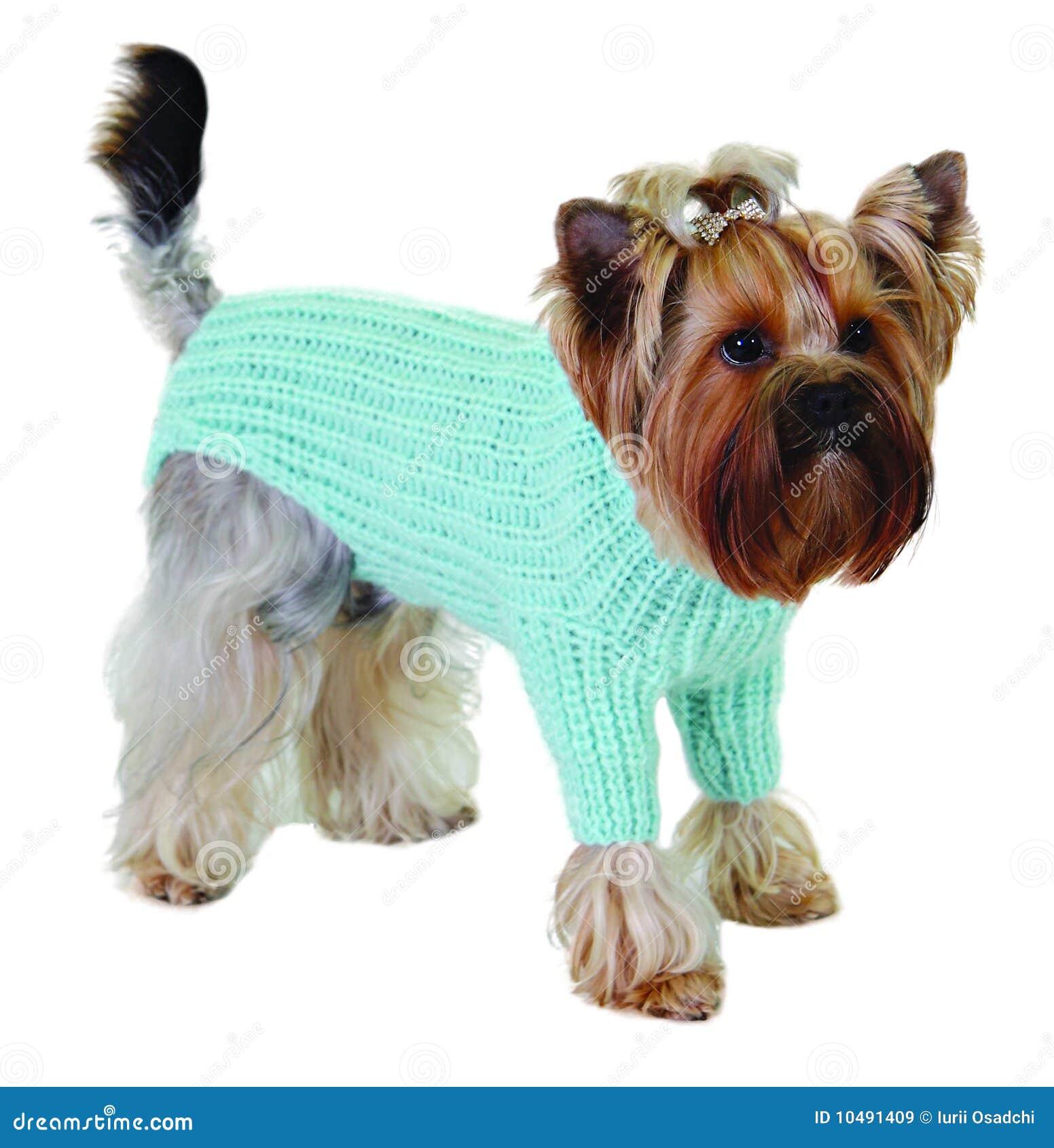 Perro en suéter imagen de archivo. Imagen de blanco, perrito - 10491409