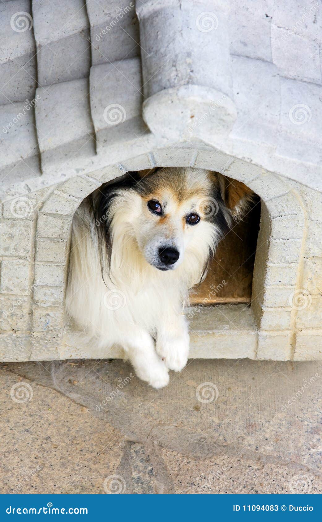 Perro en una perrera imagen de archivo. Imagen de amistad - 11094083