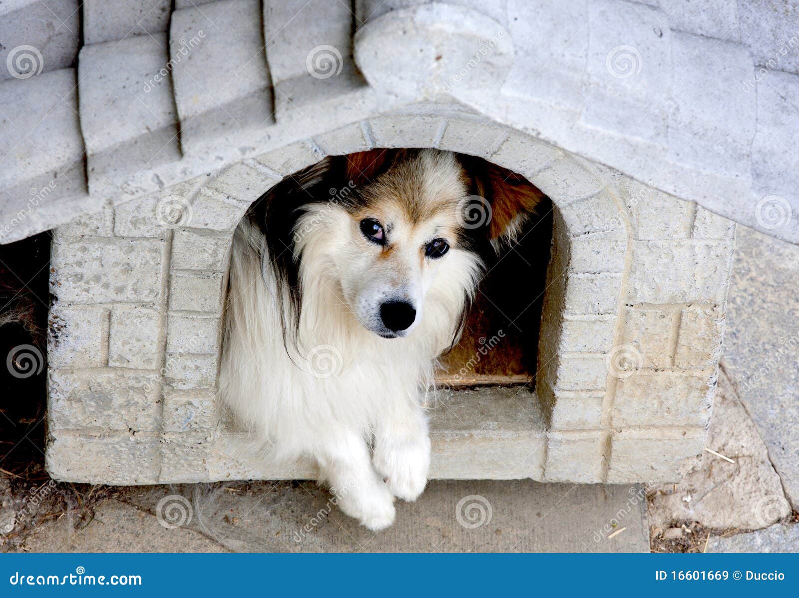 Perro en una perrera imagen de archivo. Imagen de amigo - 16601669